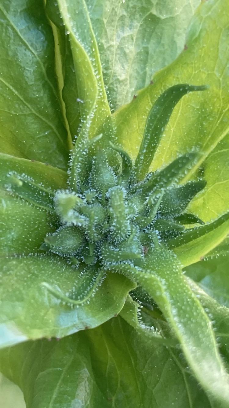 Man my plant is starting to look frosty! | Scrolller