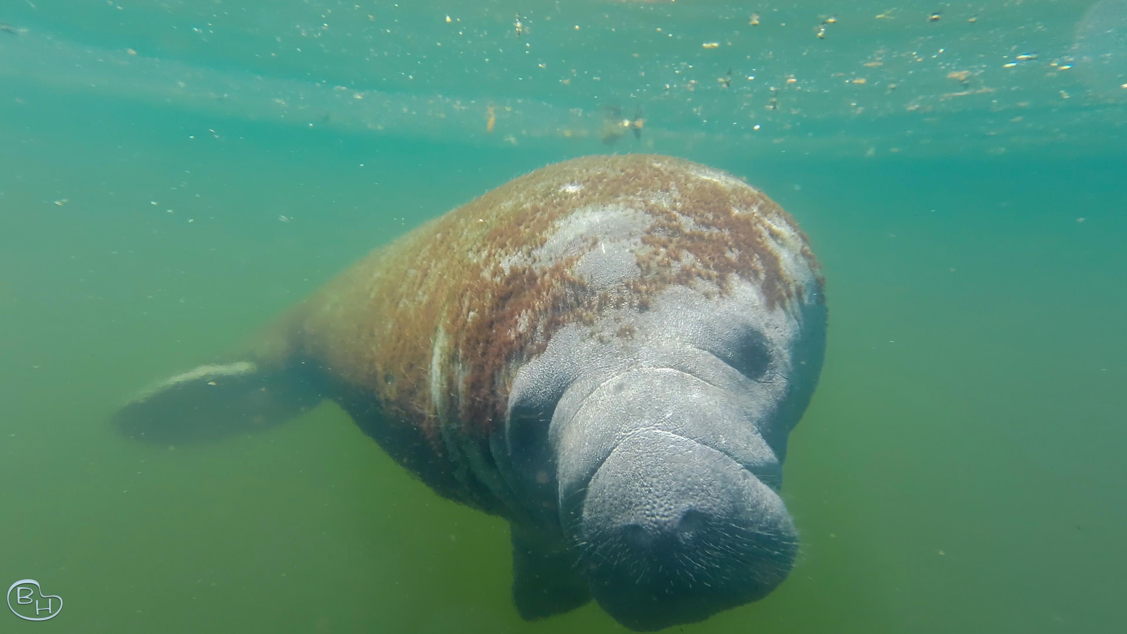 Manatee | Scrolller