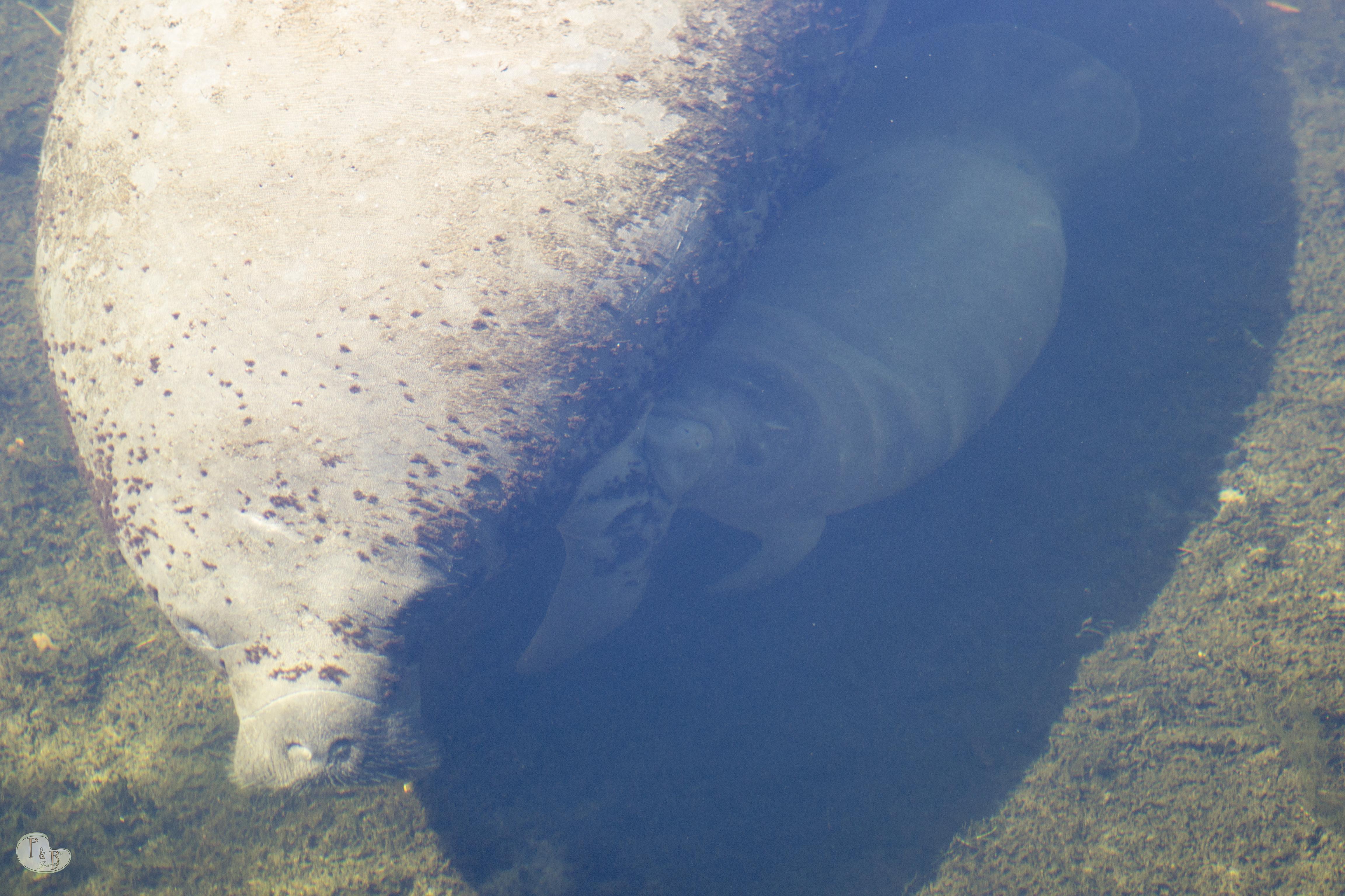 Manatees | Scrolller