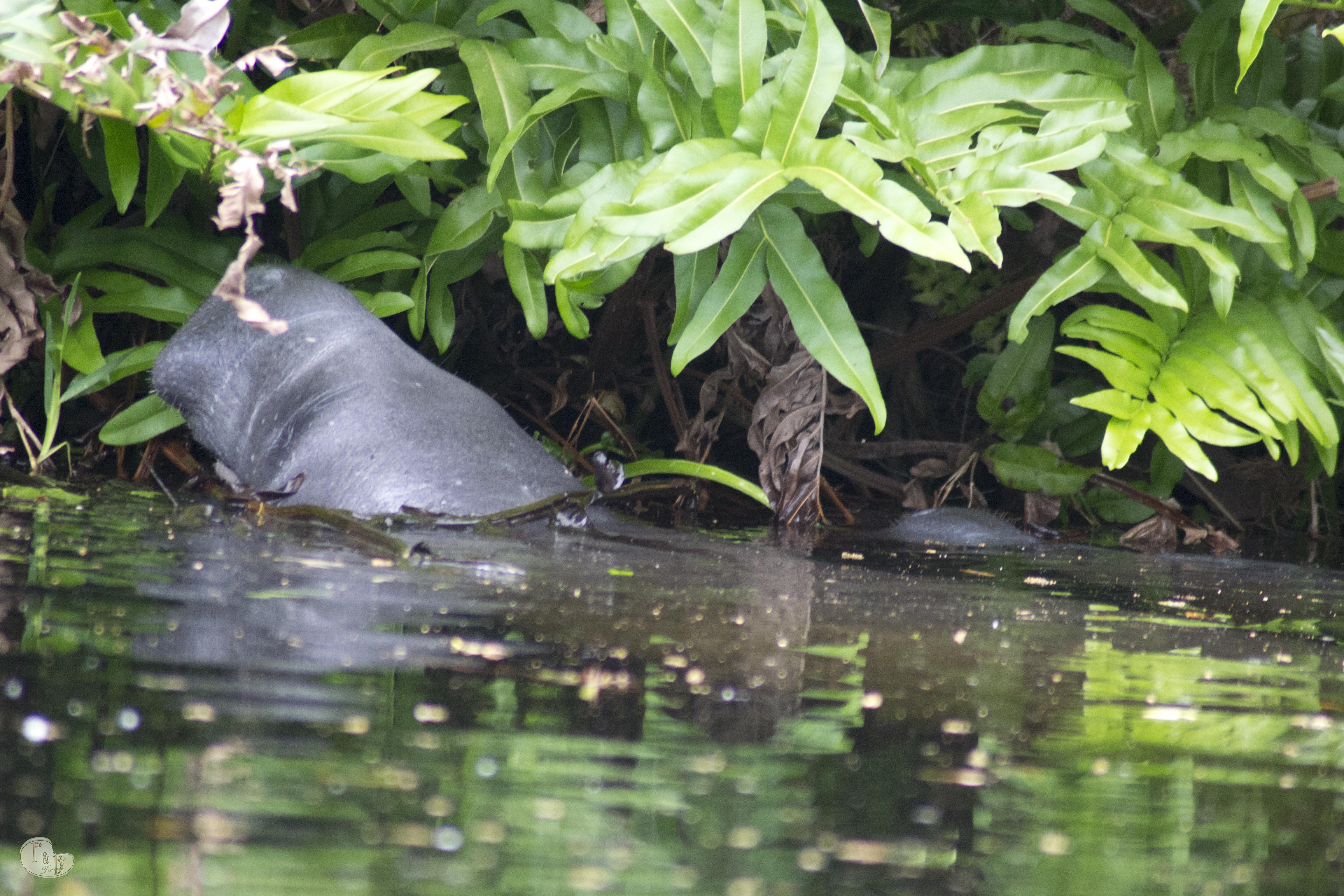 Manatees | Scrolller