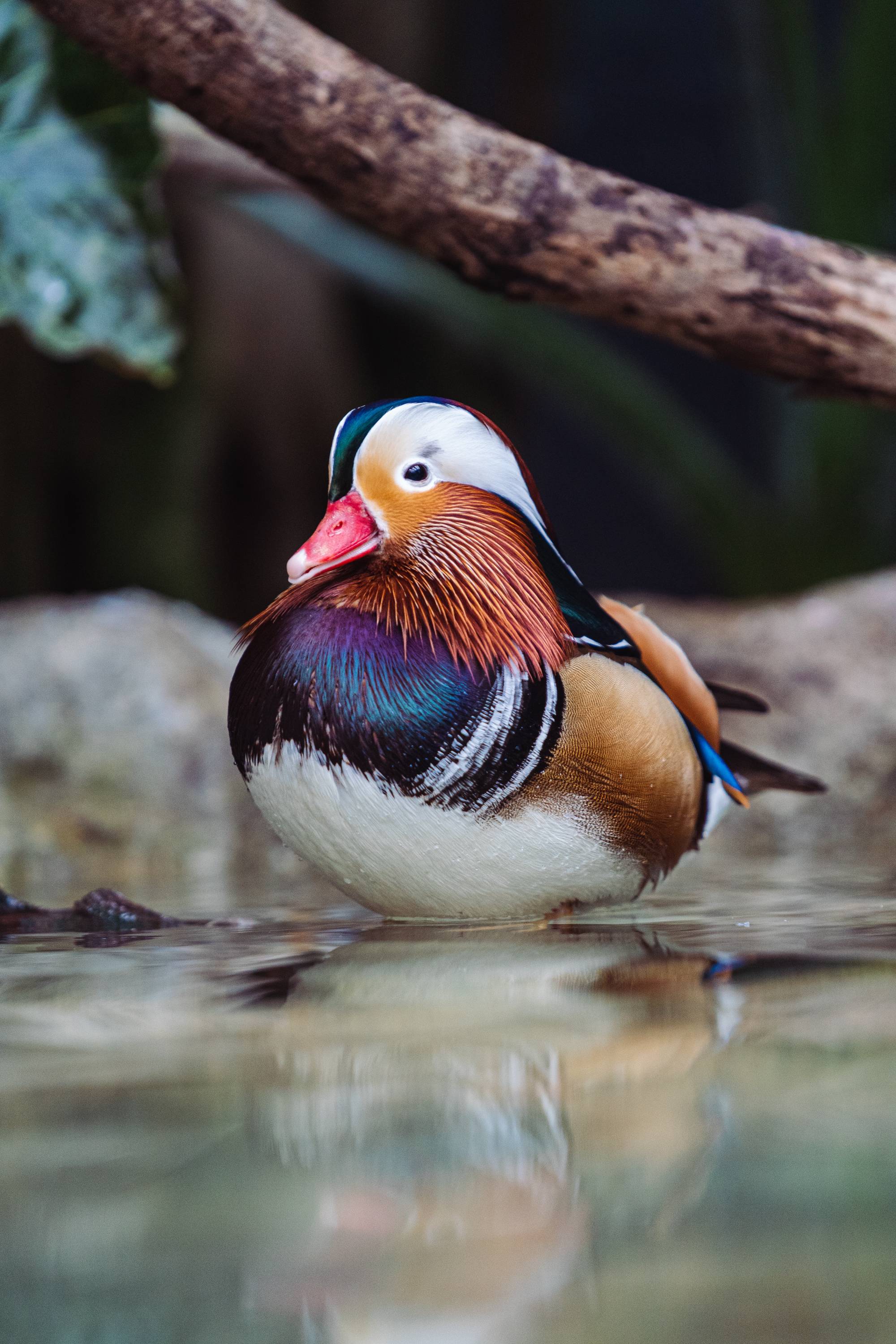 Mandarin Duck | Scrolller