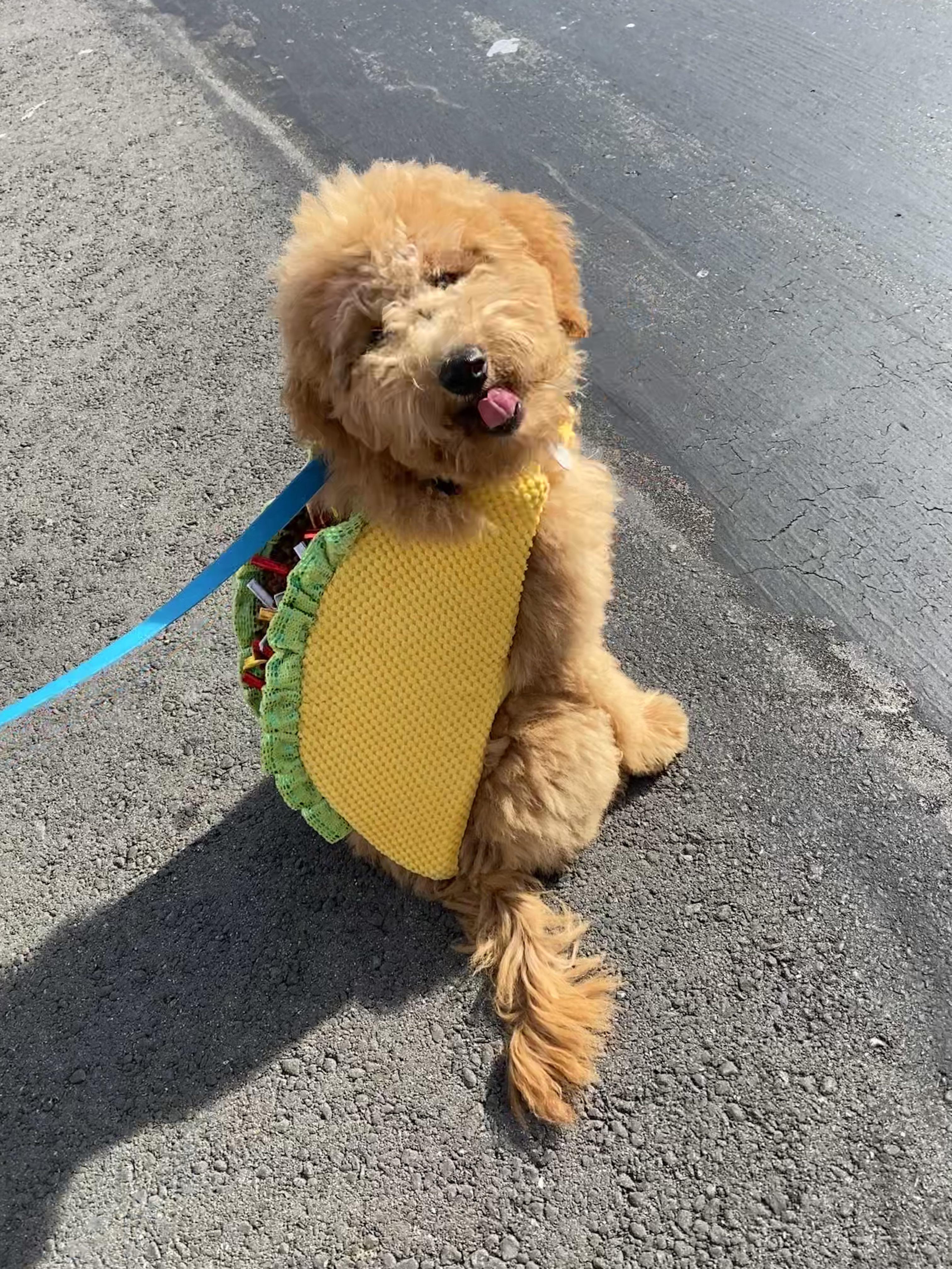 Mango the Taco | Scrolller