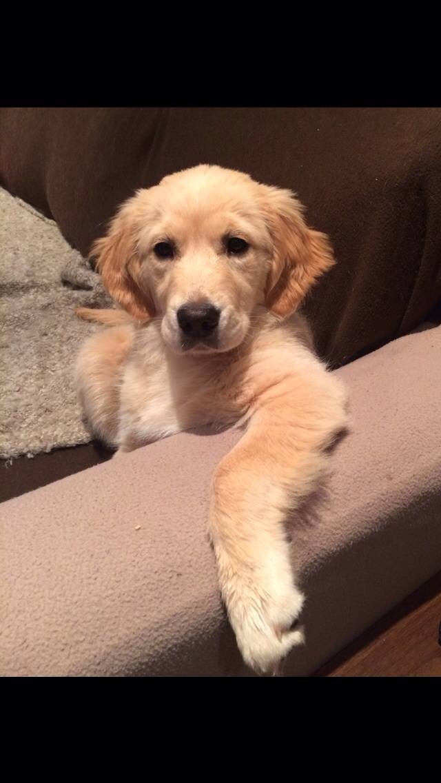 Maple in all her majesty | Scrolller