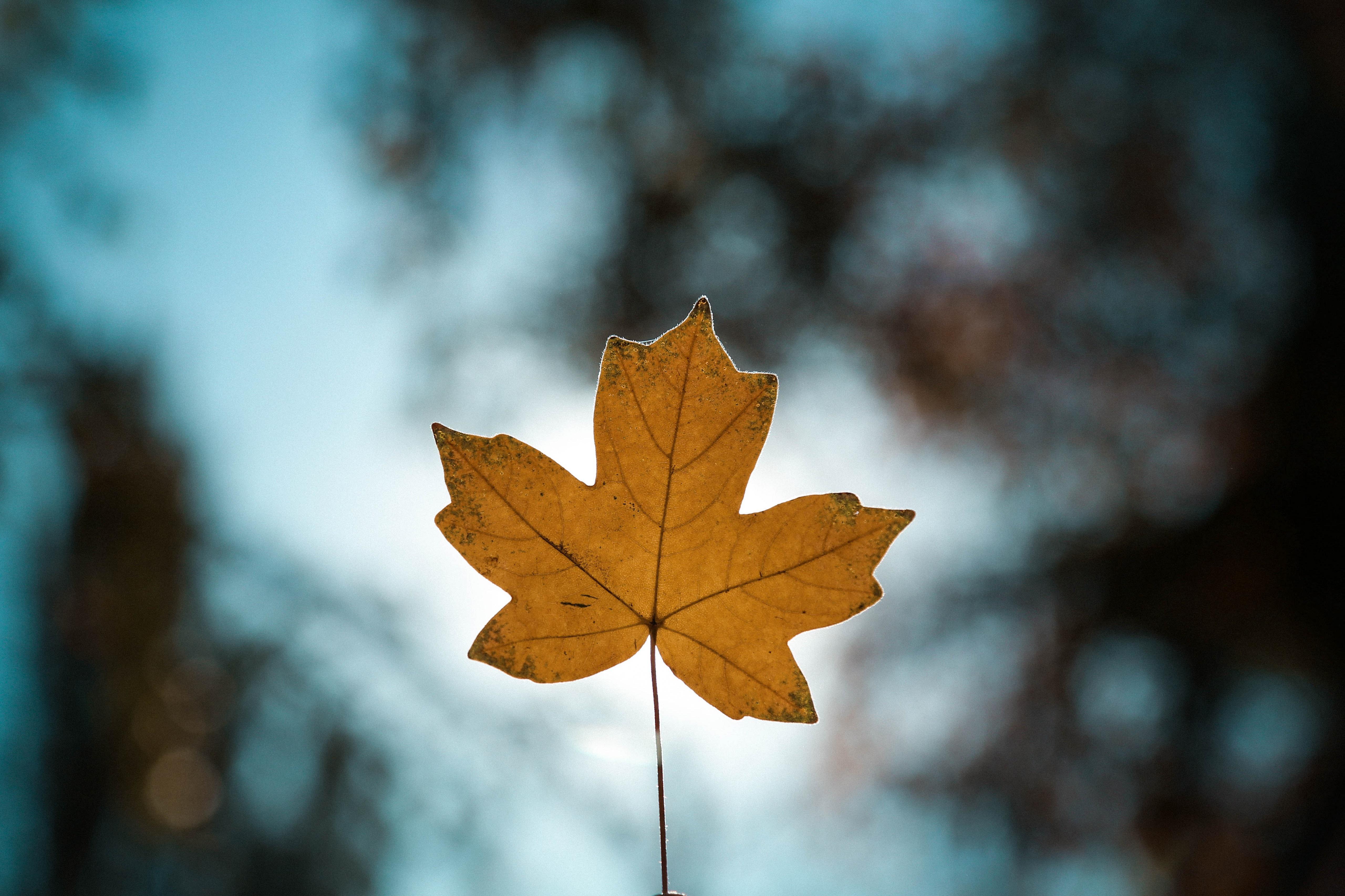 Maple Leaf (5120x3413) | Scrolller