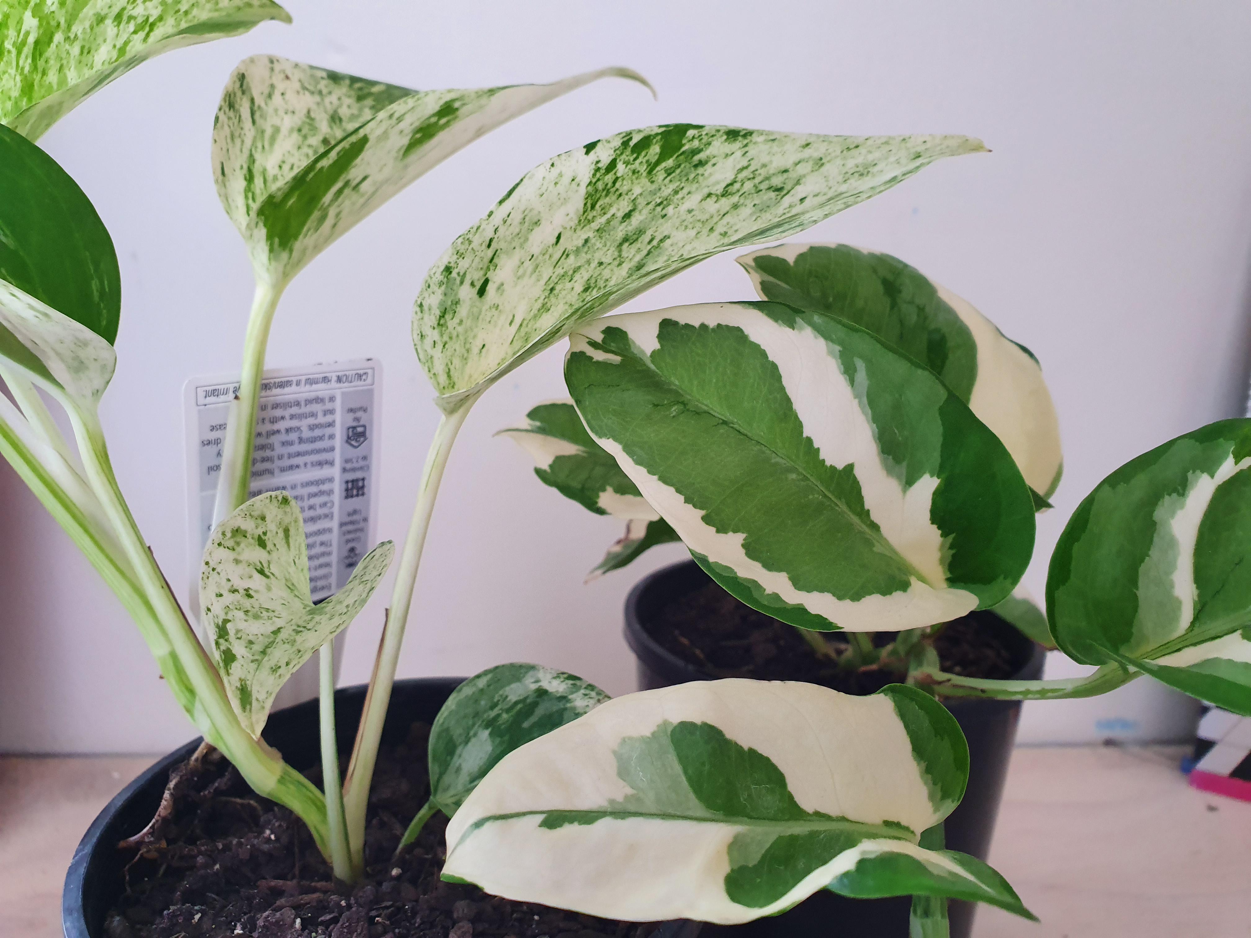 Marble queen and snow queen pothos. | Scrolller
