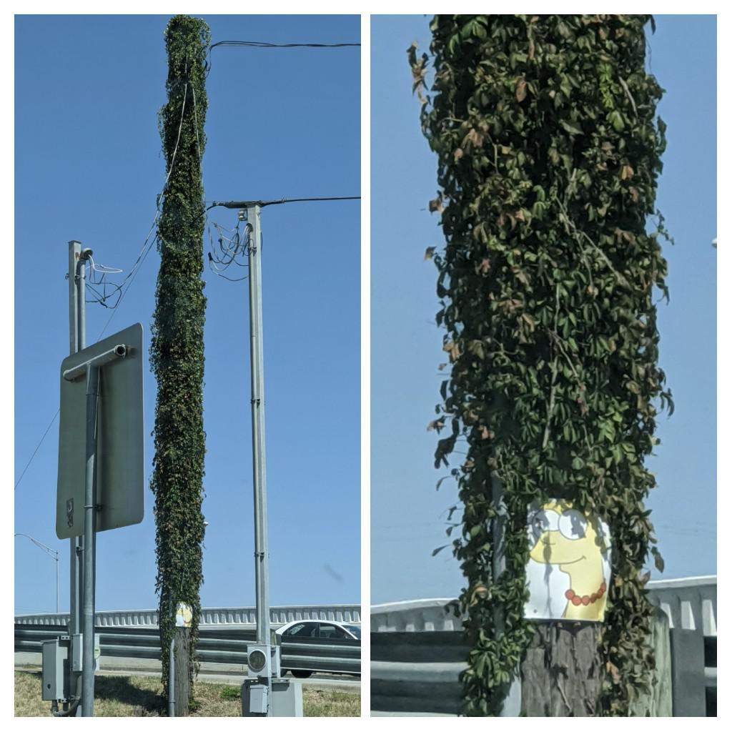 Marge Simpson Ivy Pole | Scrolller