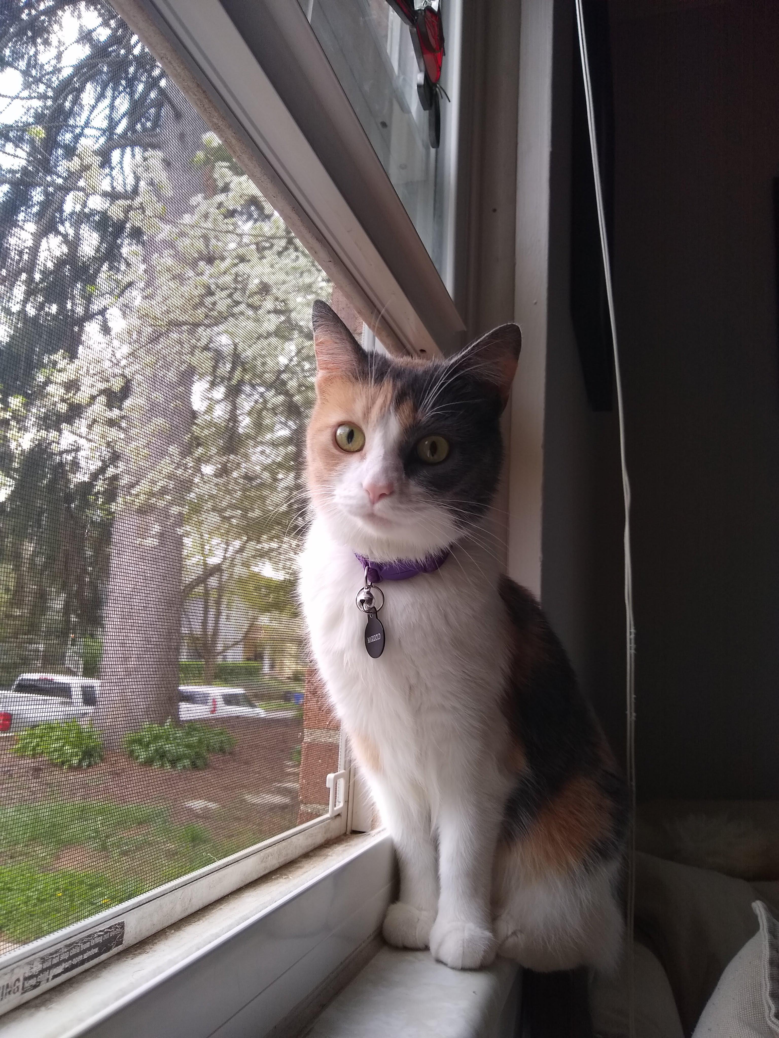 Marigold watching birds in the yard | Scrolller