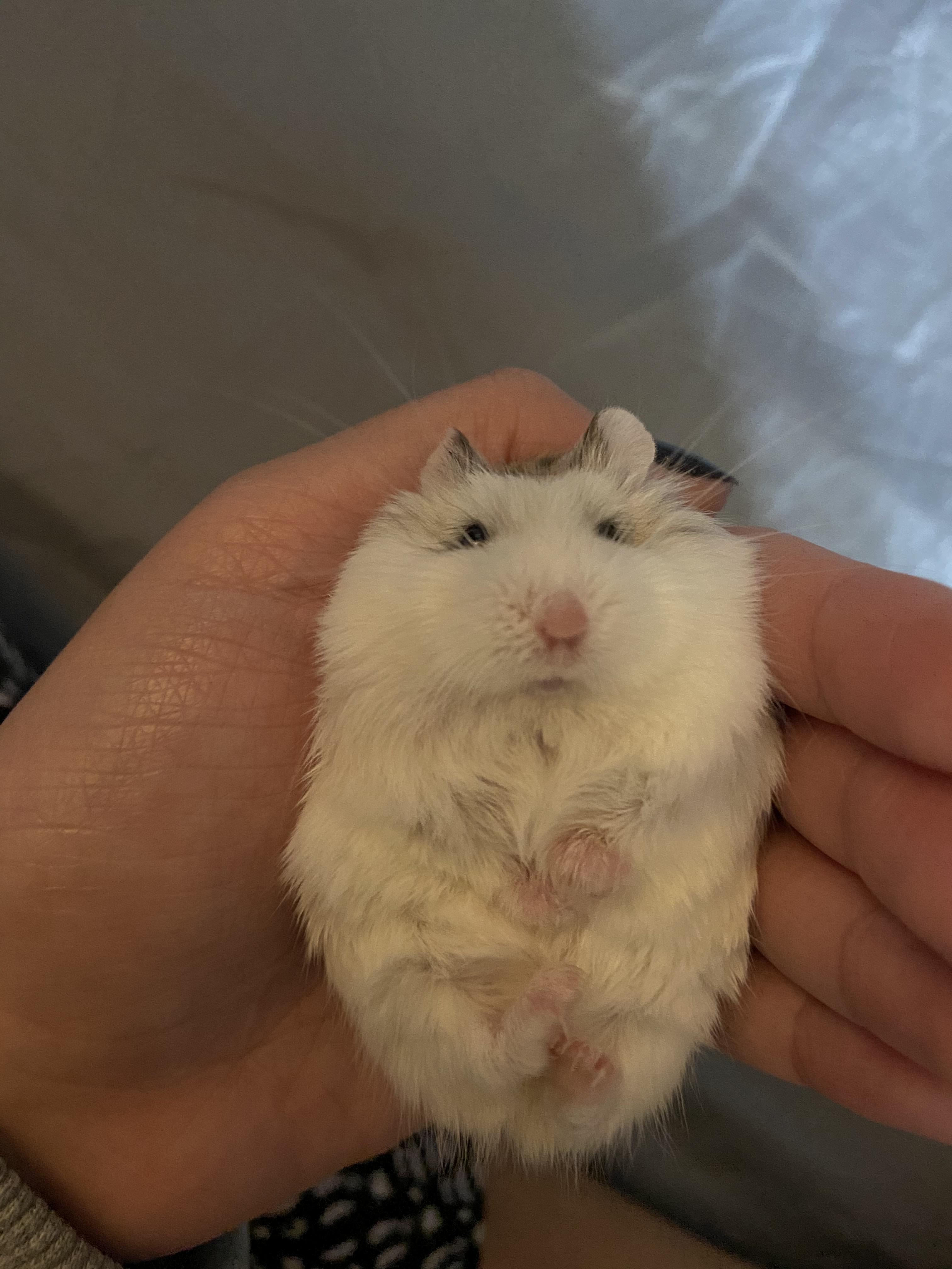 marshmallow! | Scrolller