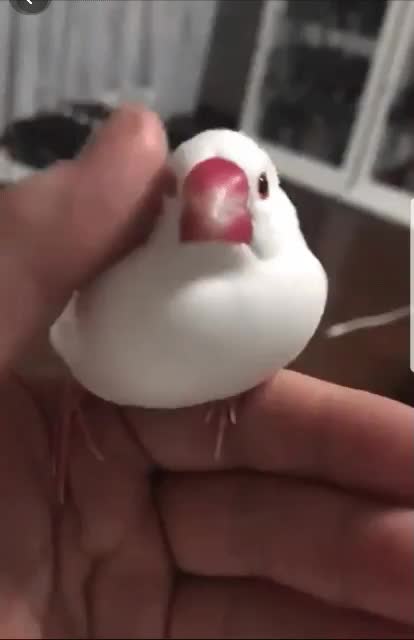 Marshmallow birb | Scrolller