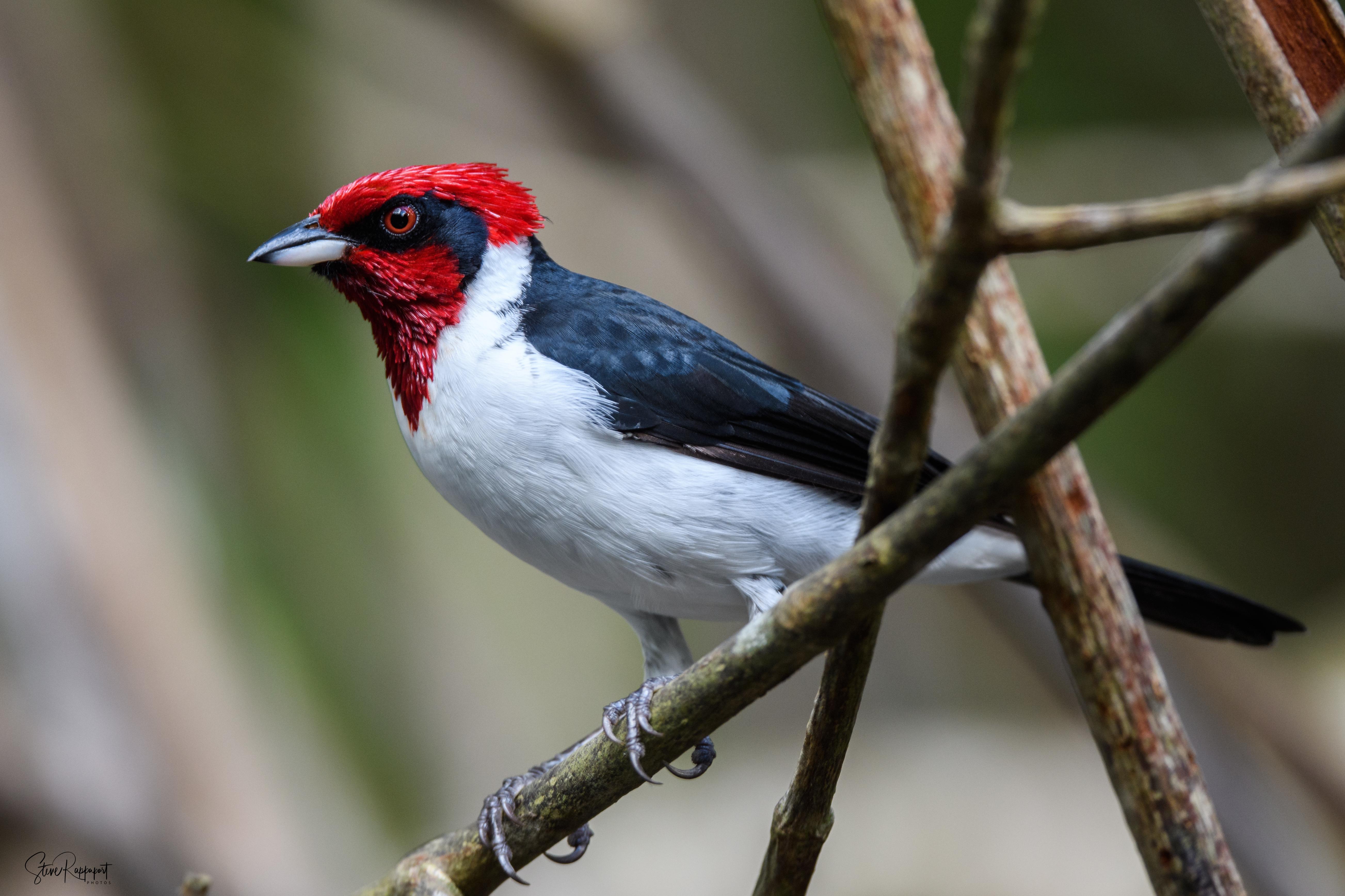 Masked Cardinal | Scrolller