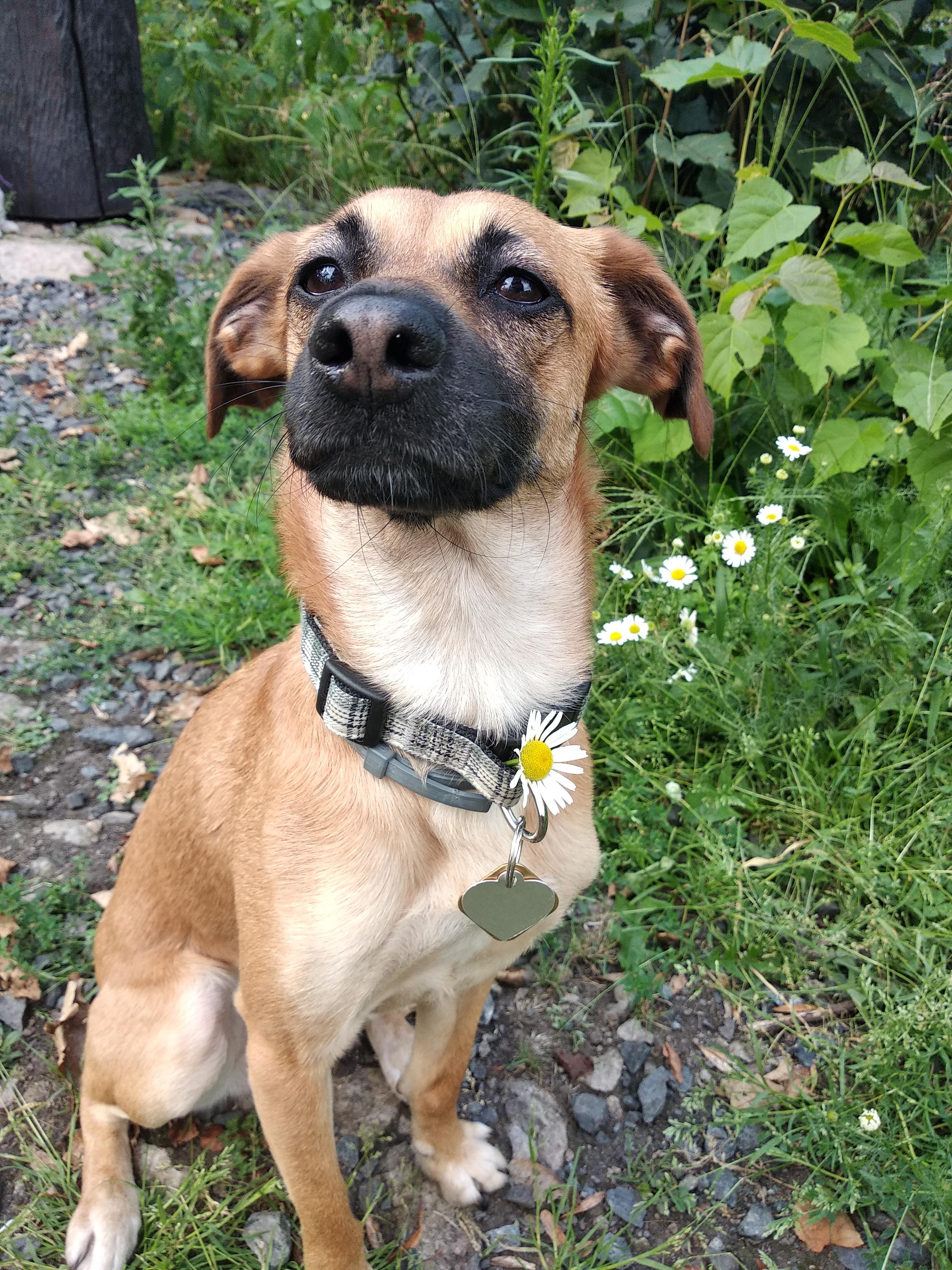 "Master has presented Dobby a flower. Dobby is..free." | Scrolller