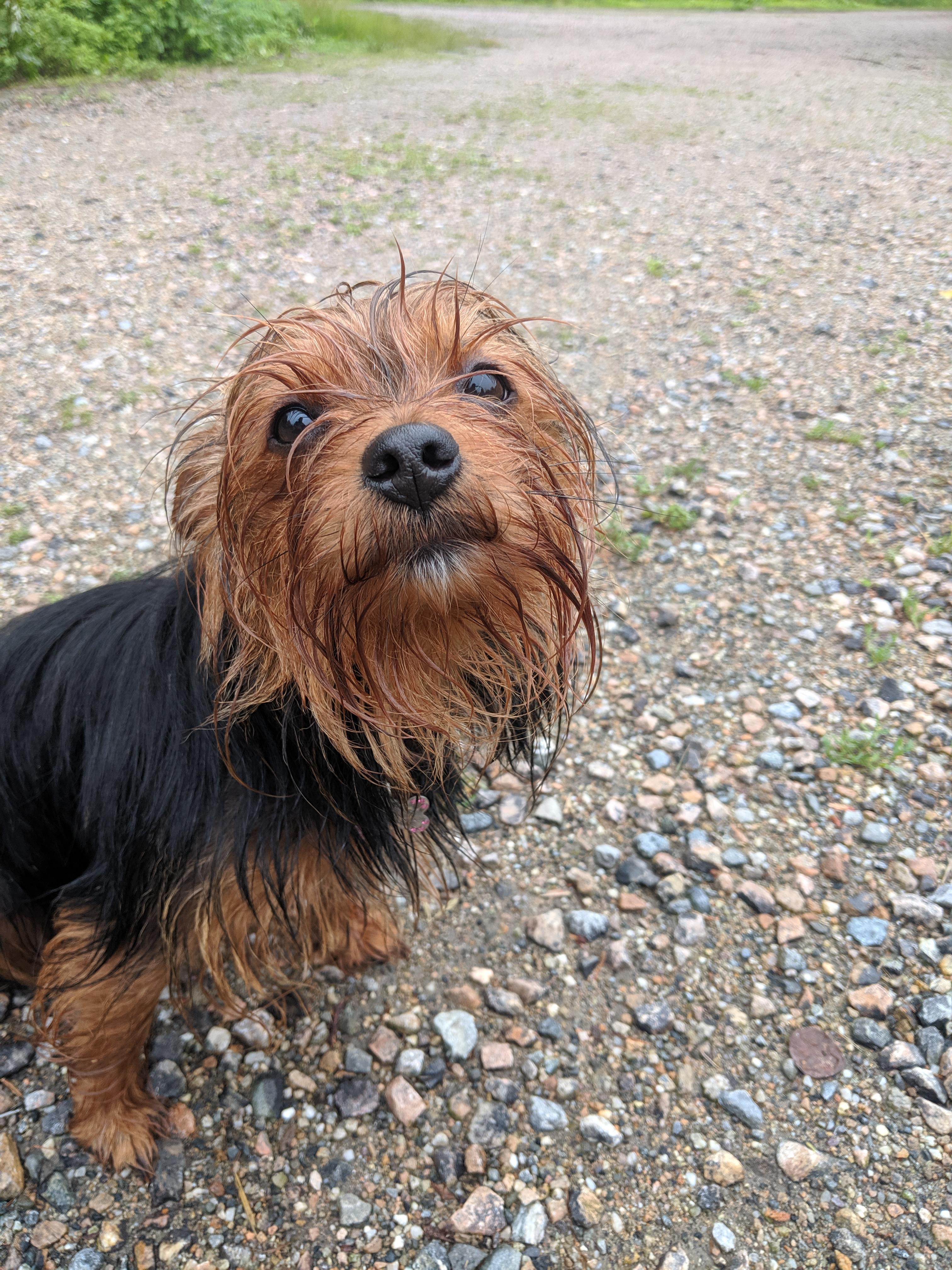 Master Splinter | Scrolller