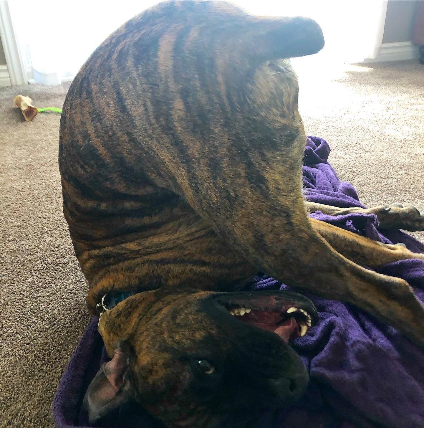 Mastiff/Boxer mix still a puppy | Scrolller