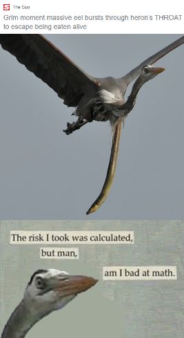 Math is hard, to be fair | Scrolller