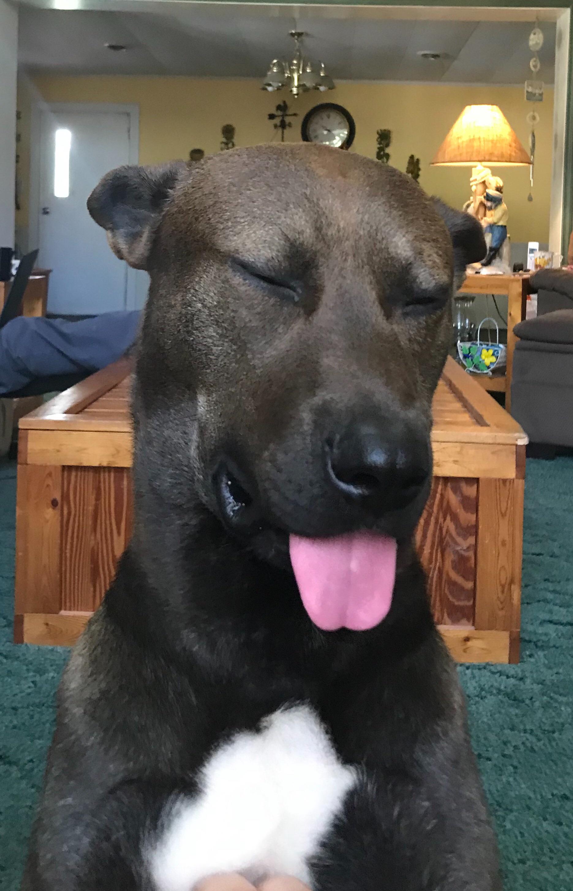 Maui getting his chest rubbed. | Scrolller