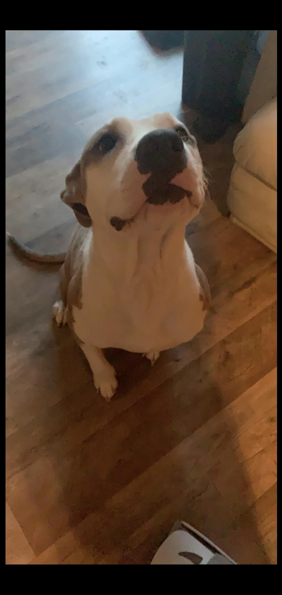 May my pitbull rest in peace. | Scrolller