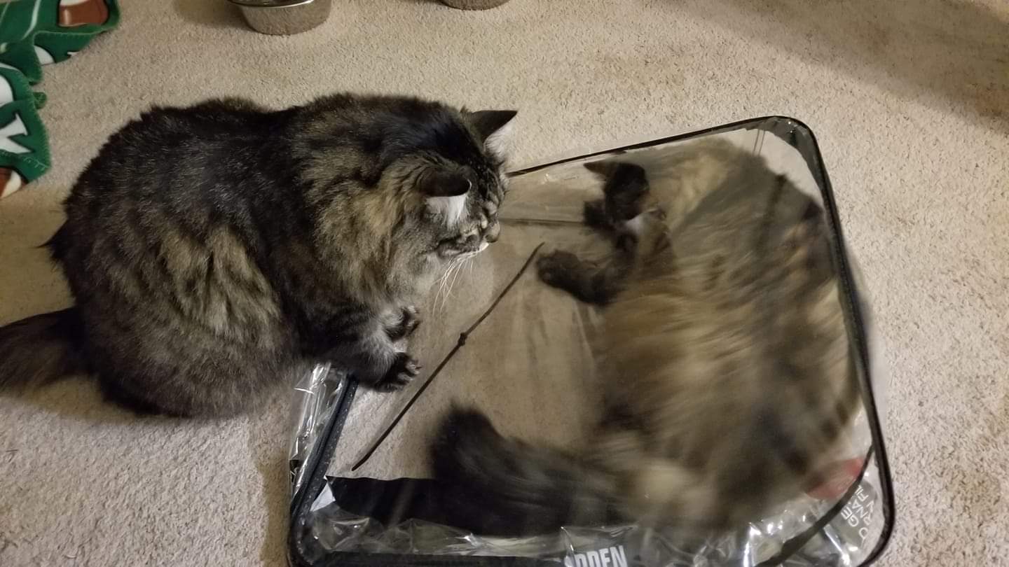 Maynard vacuum sealing Nova... | Scrolller