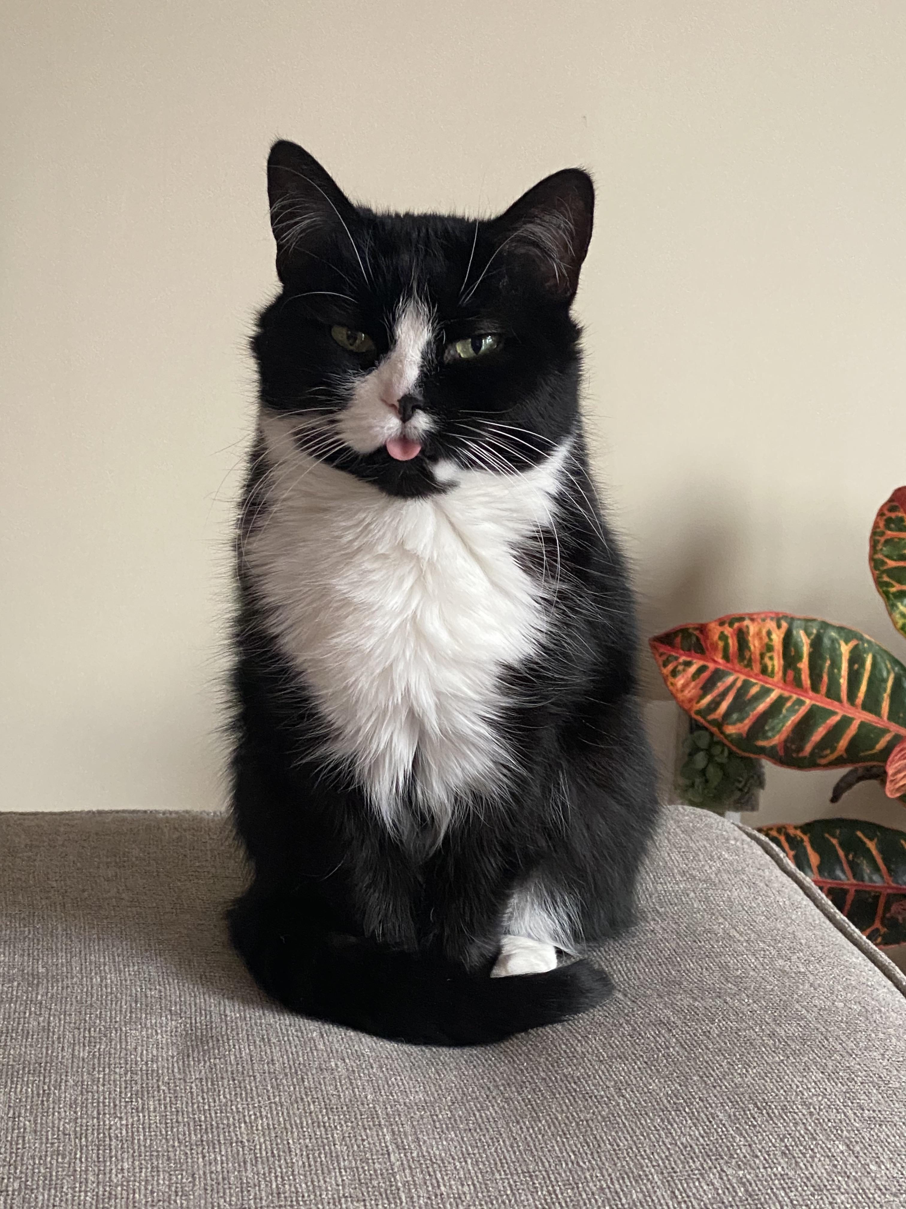 Me: Come here Sammy! Her: | Scrolller