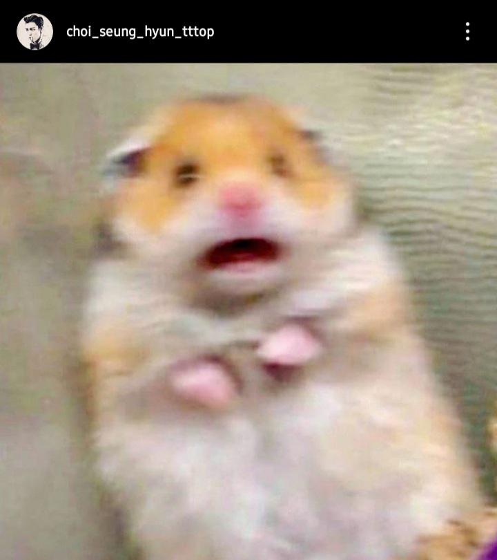 Me everytime there's update from/about Bigbang: | Scrolller