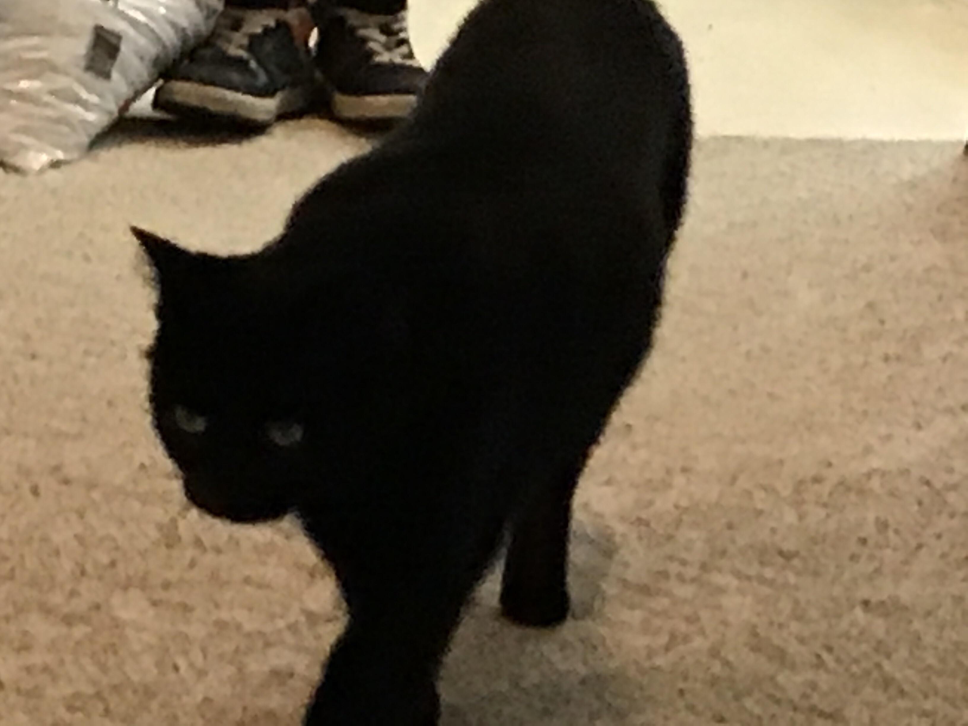 Meat Echo | Scrolller