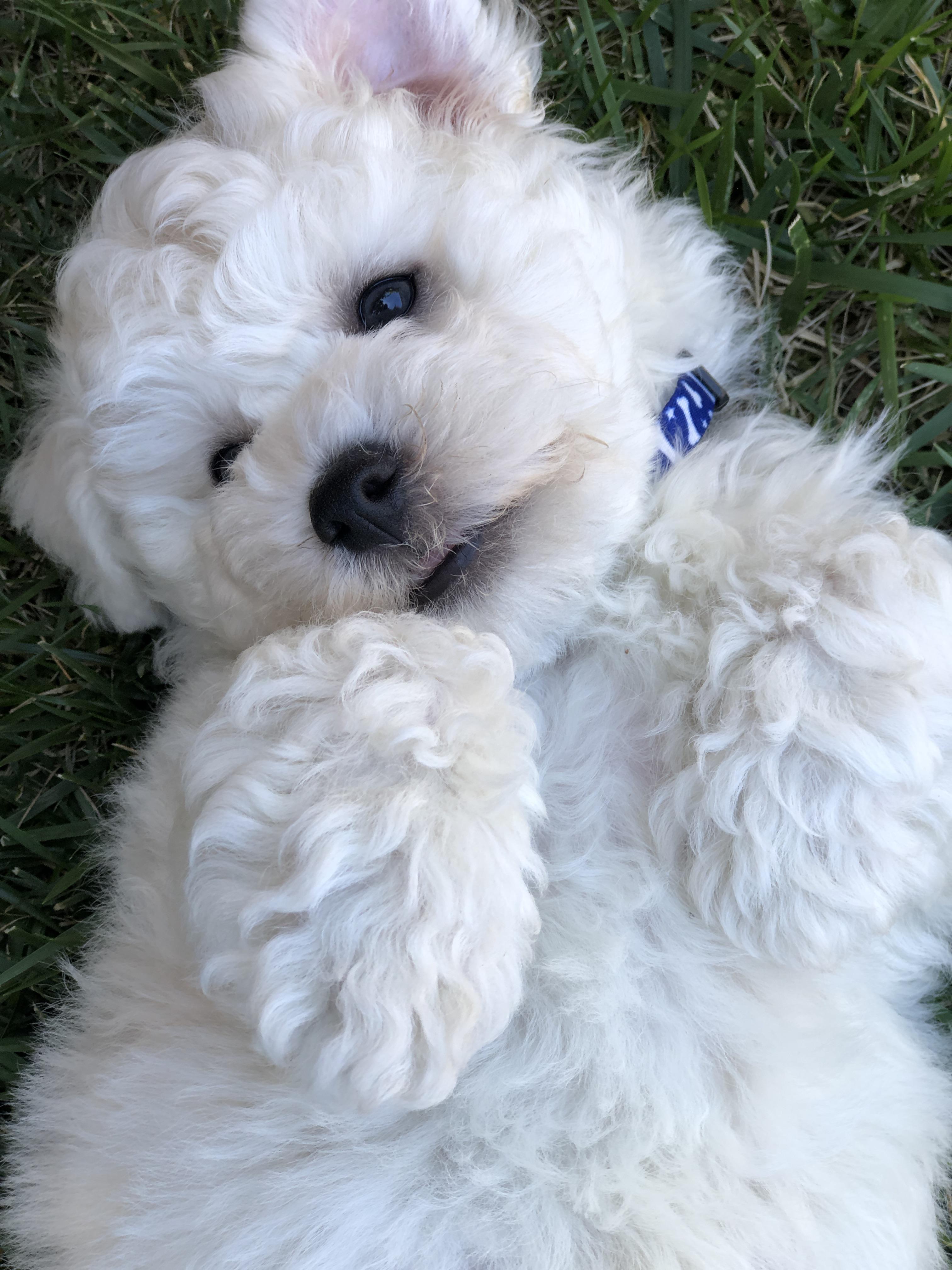 Meet 9 week old Bijou! We picked him up yesterday. I haven’t owned a dog as an adult, but now it ...