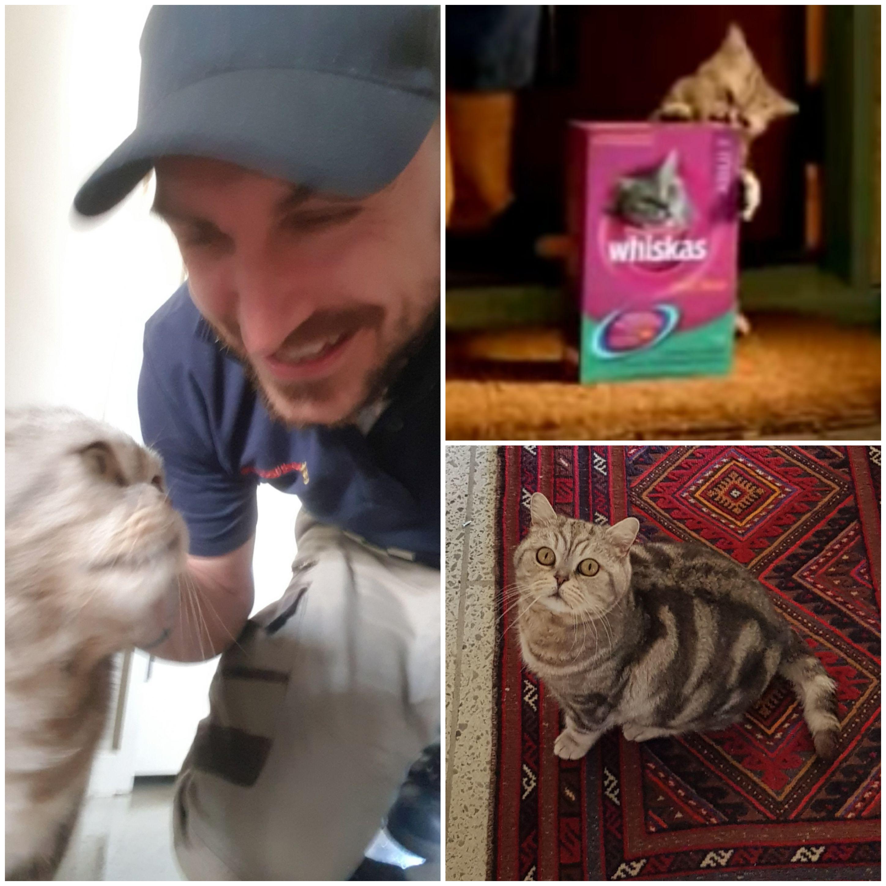 Meet a celebrity today. Henry the Whiskas cat from 15yrs ago. His real name is Andrew | Scrolller