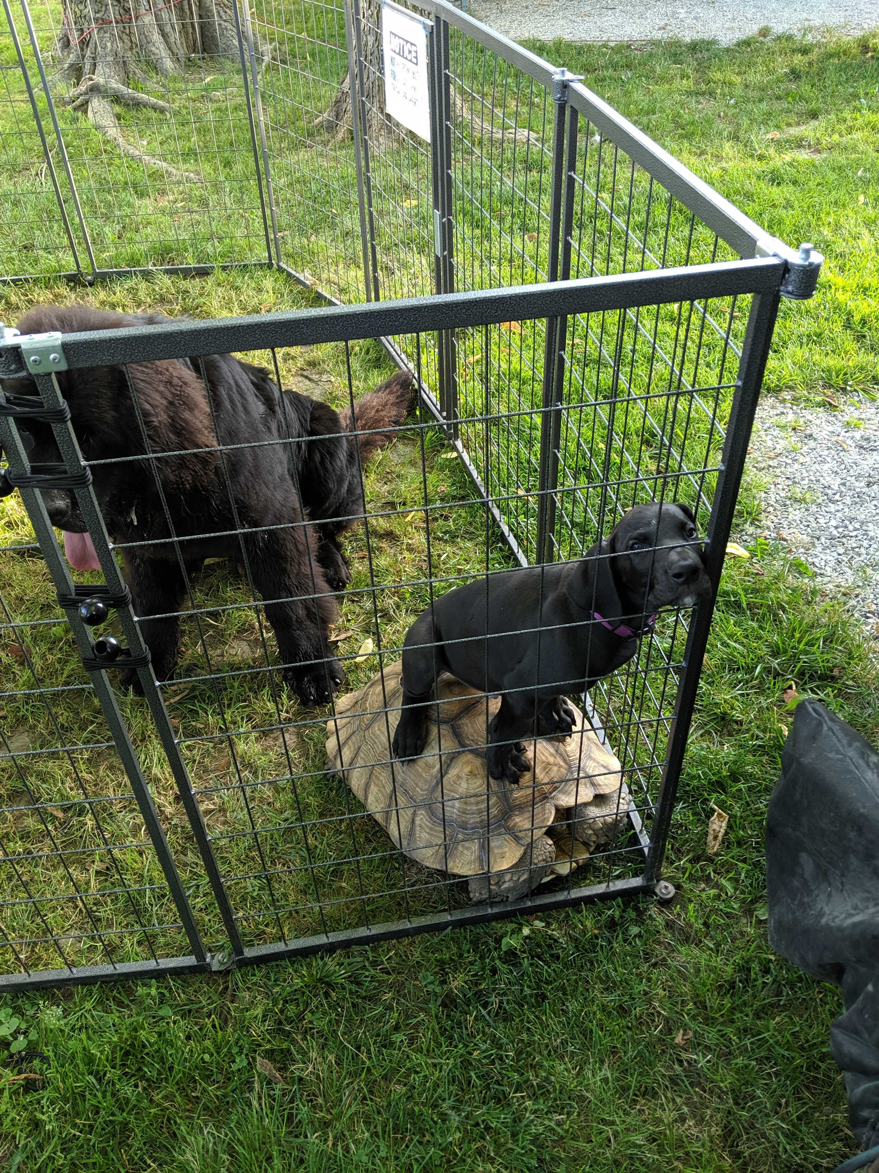 Meet Albert, the tiny mountain climber! | Scrolller