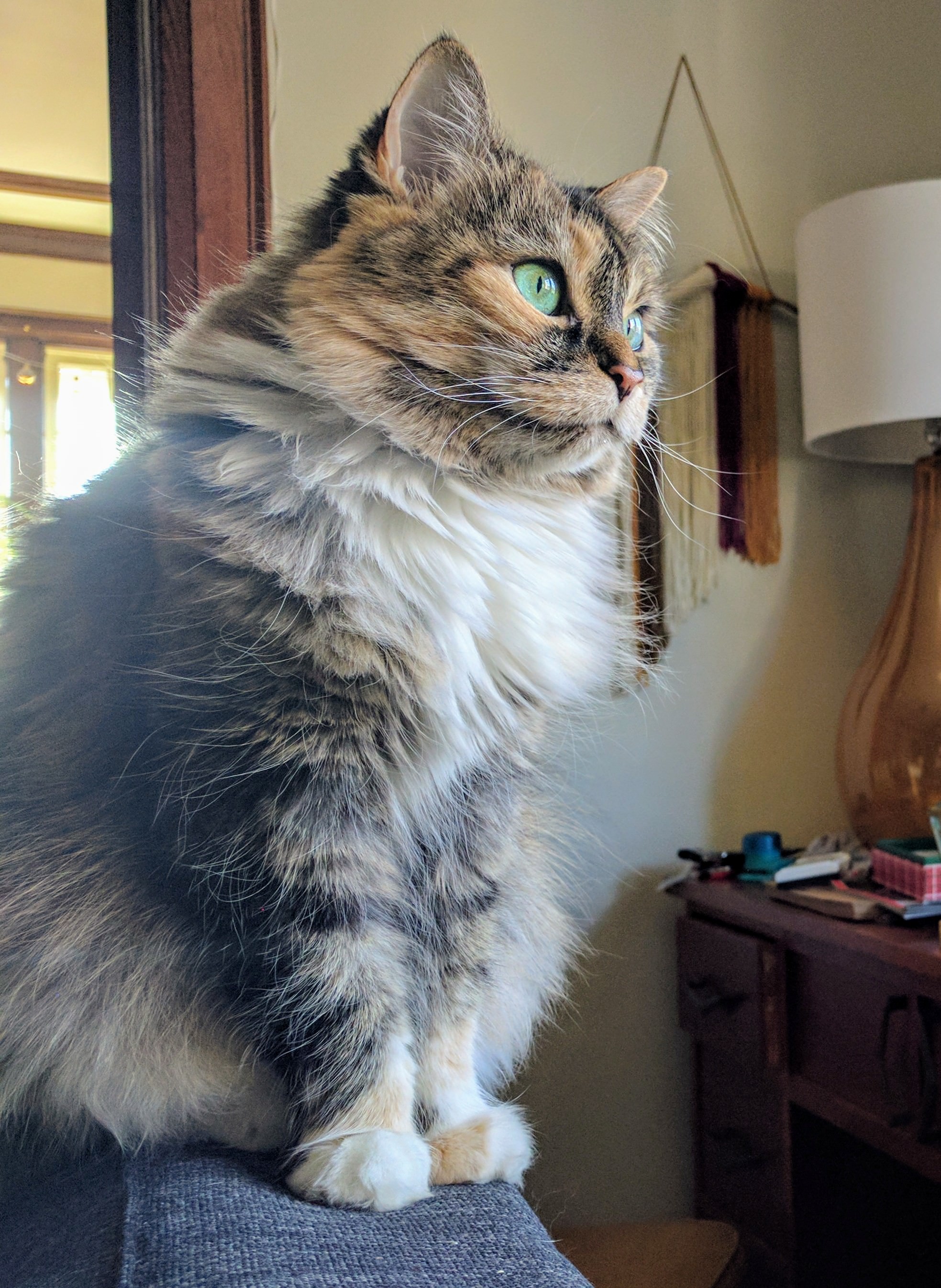 Meet Annie. She's quite wee & very floofy. | Scrolller