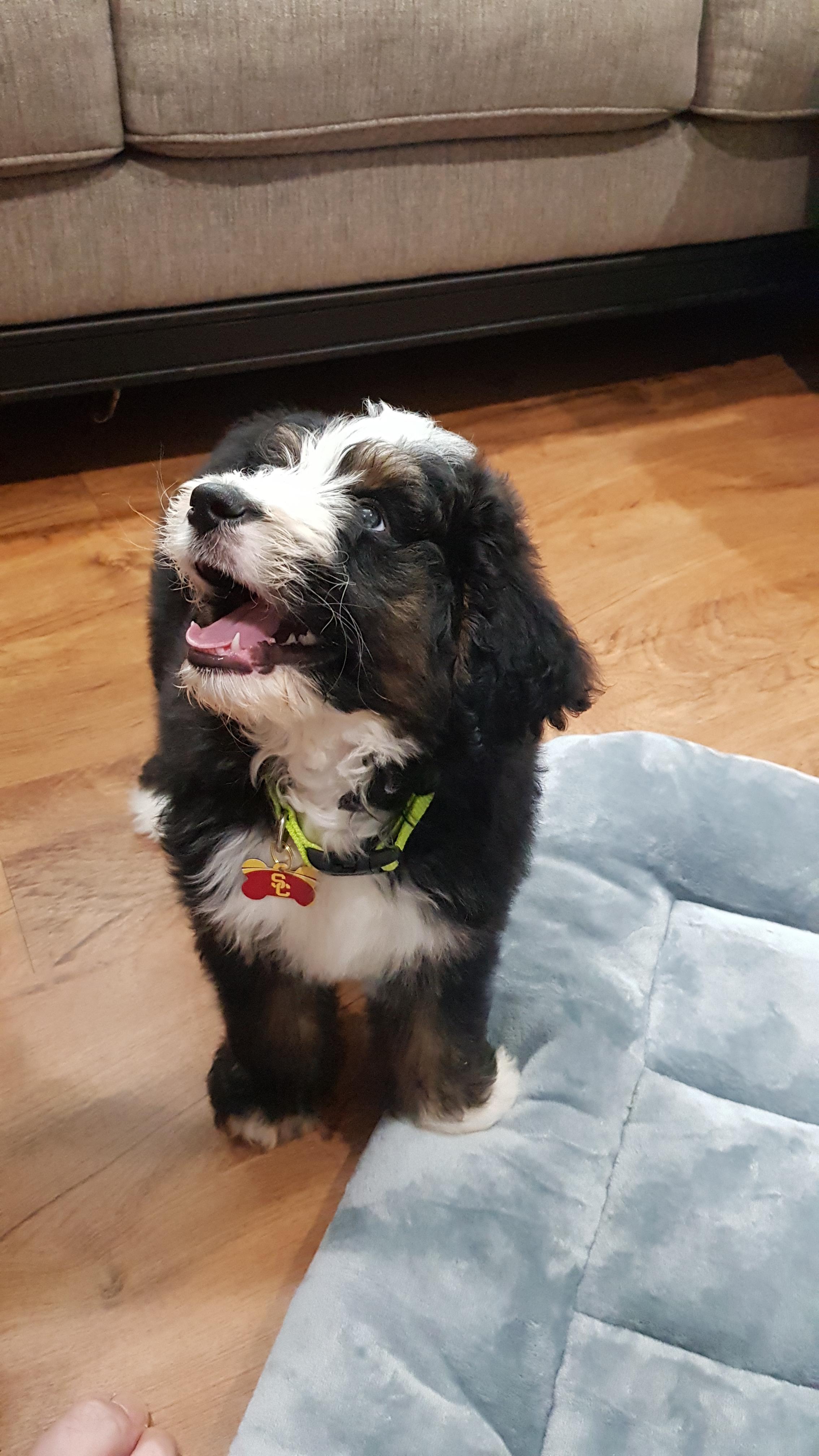 Meet Appa! Yip yip! | Scrolller