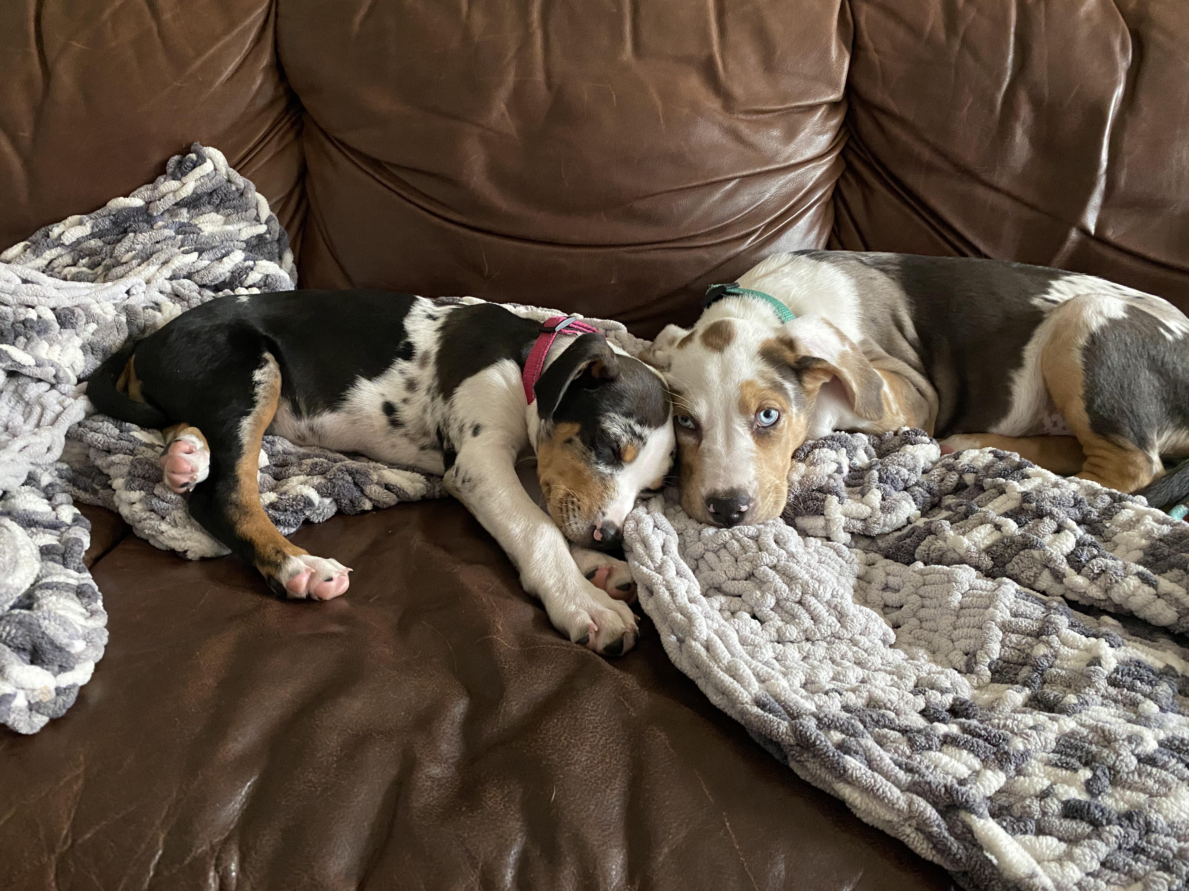 Meet Artemis and Apollo! 2 Months old | Scrolller