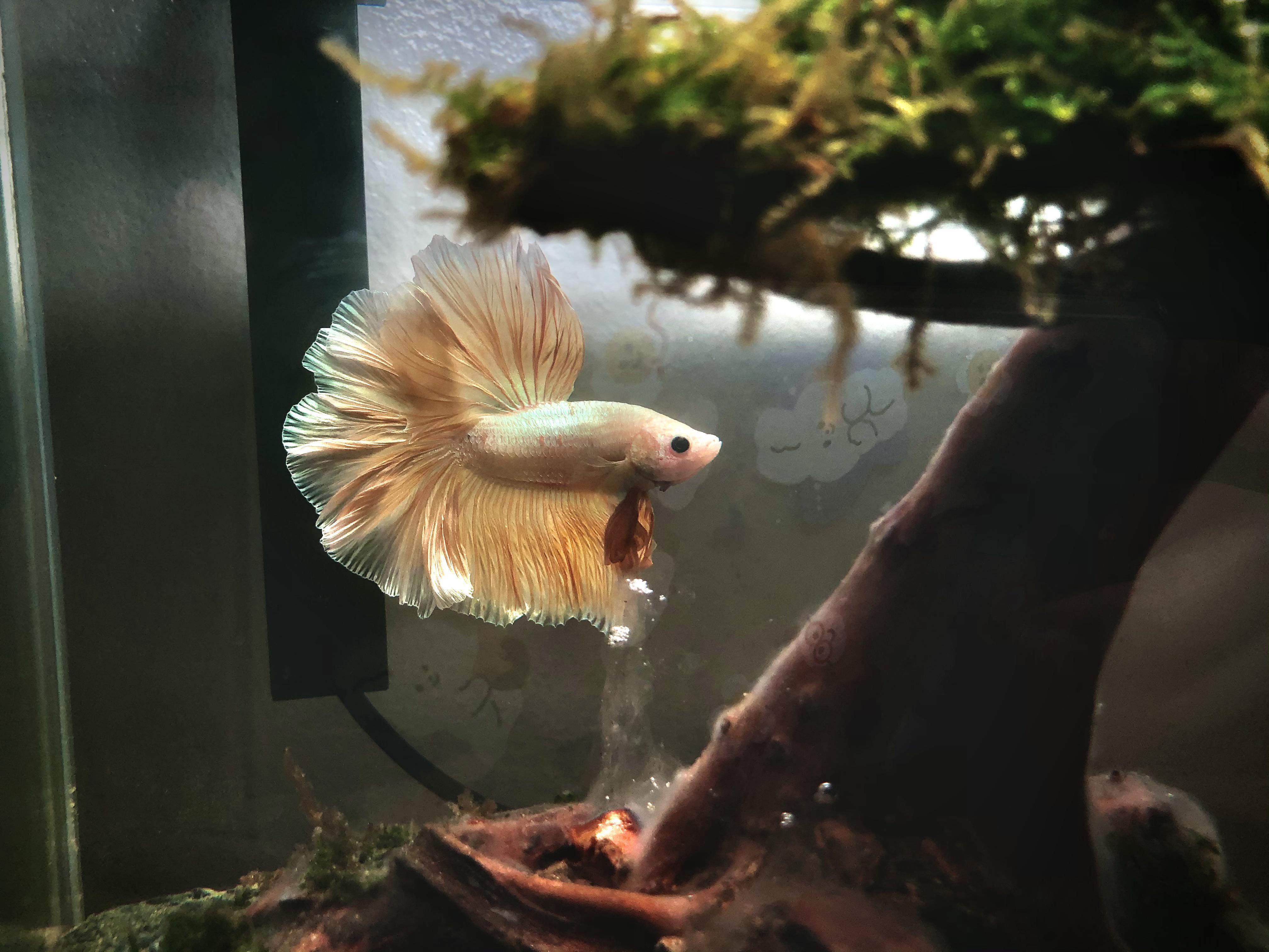 Meet Aslan, my Golden Dragon Betta 🐉 | Scrolller