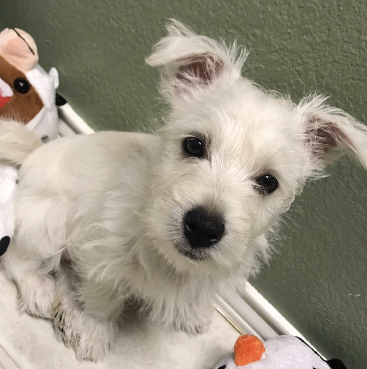 Meet baby kuma! | Scrolller