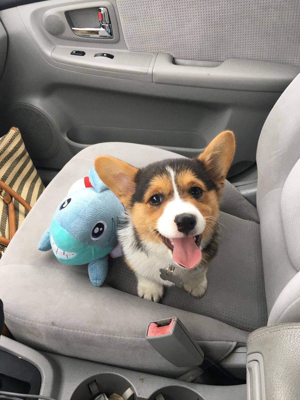 Meet baby Pickles | Scrolller