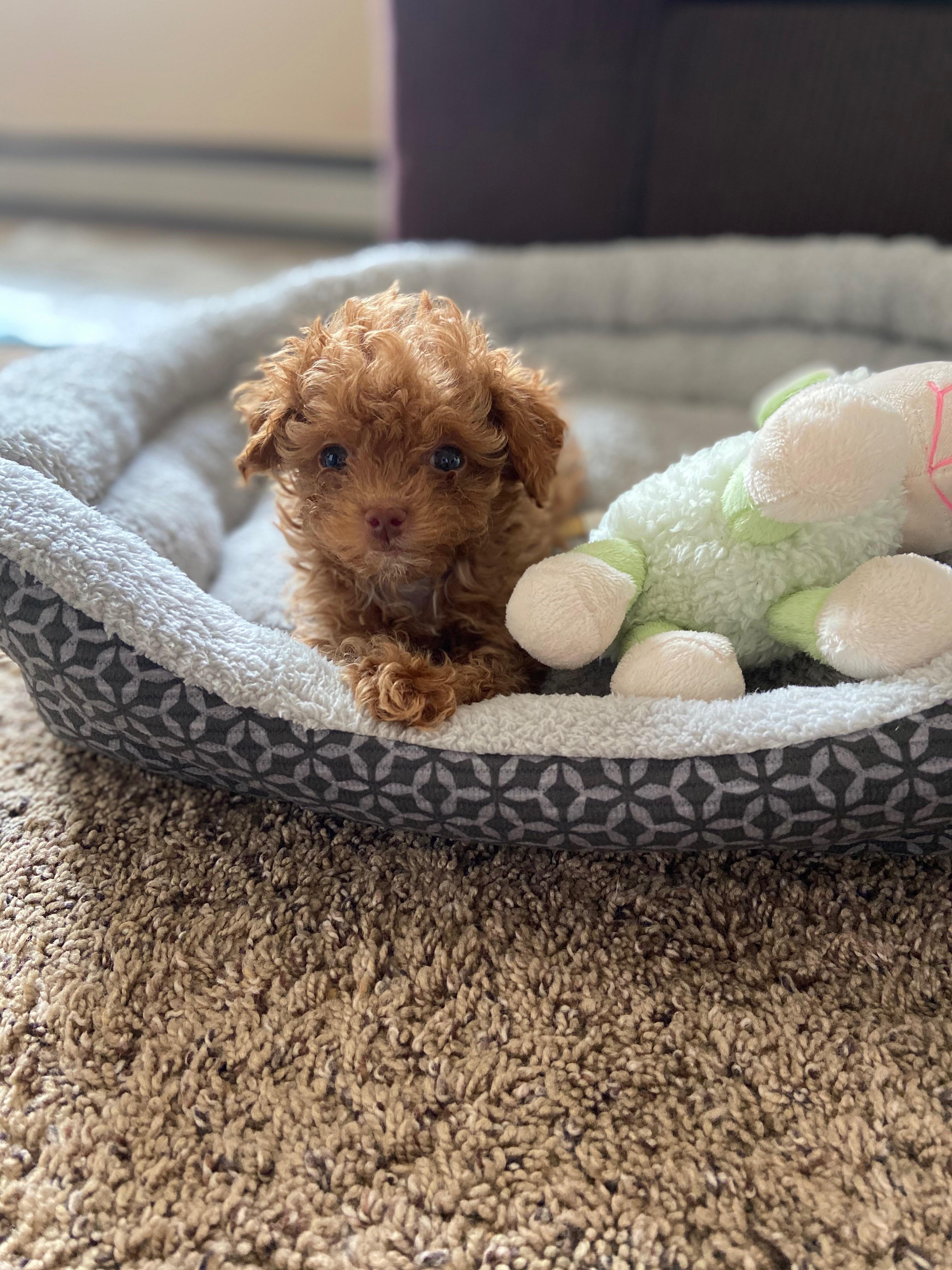 Meet Bear | Scrolller