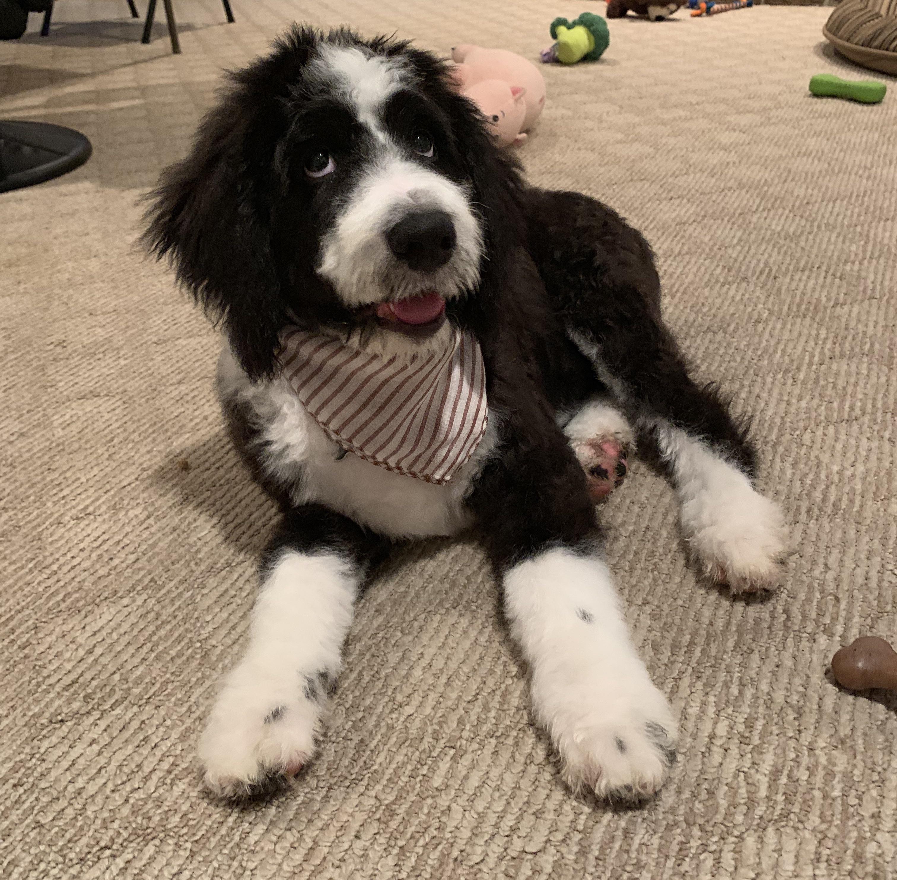 Meet Beau! 4 months old and the biggest chonk around | Scrolller