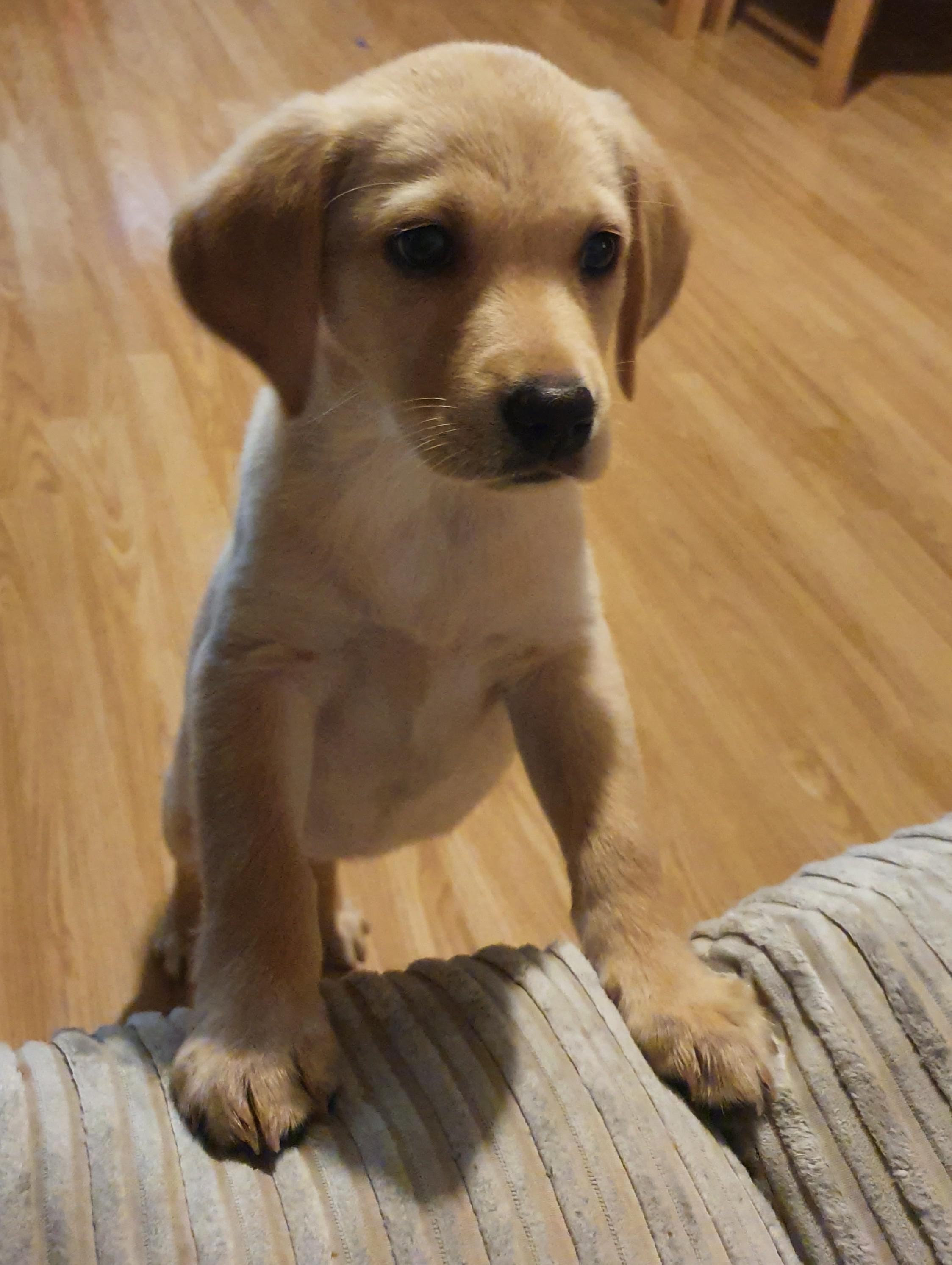 Meet Bella.. | Scrolller