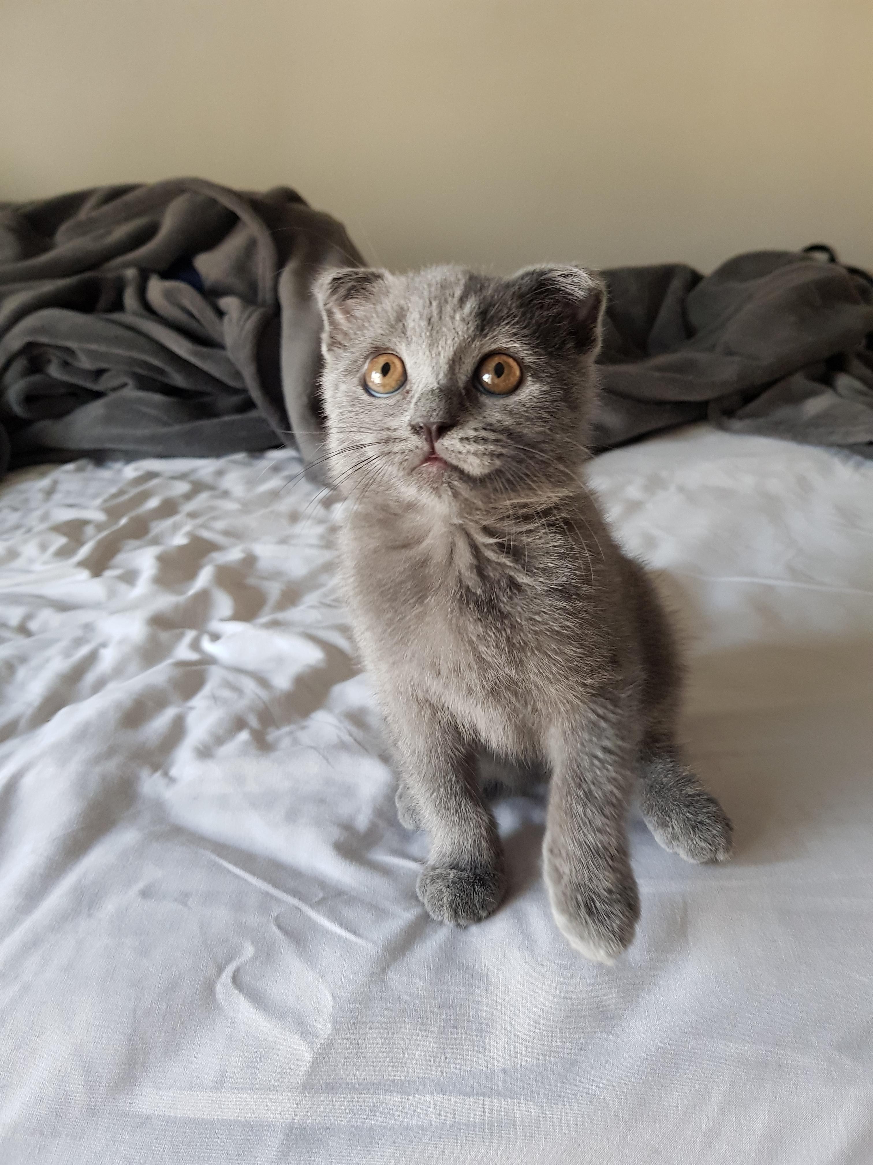 Meet Benson our new family member | Scrolller