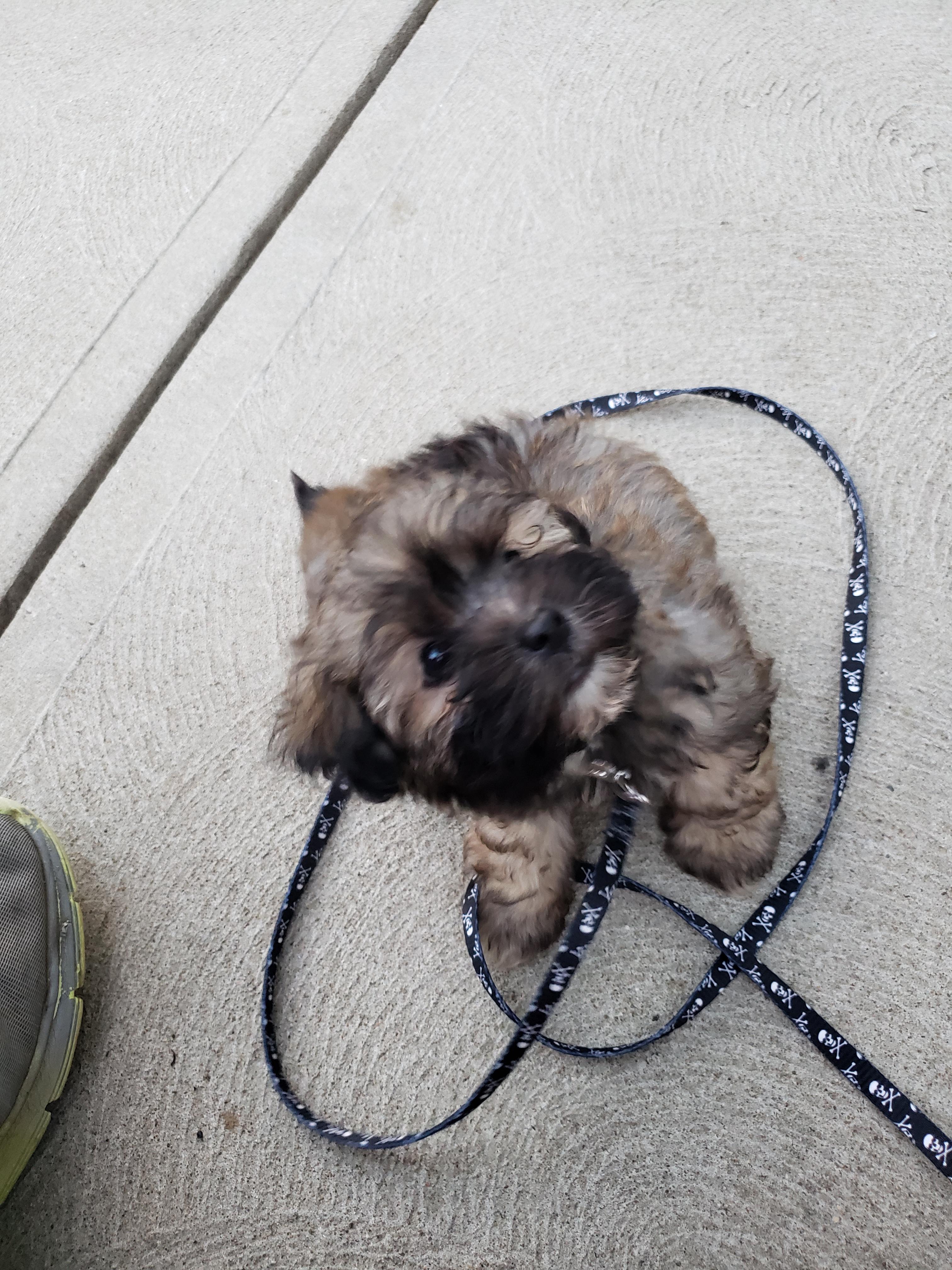 Meet Biscuit. 8 weeks old. | Scrolller