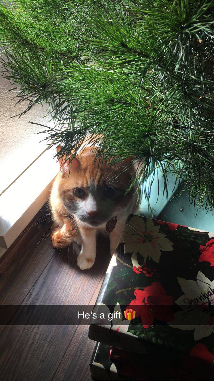 Meet Bowie! | Scrolller