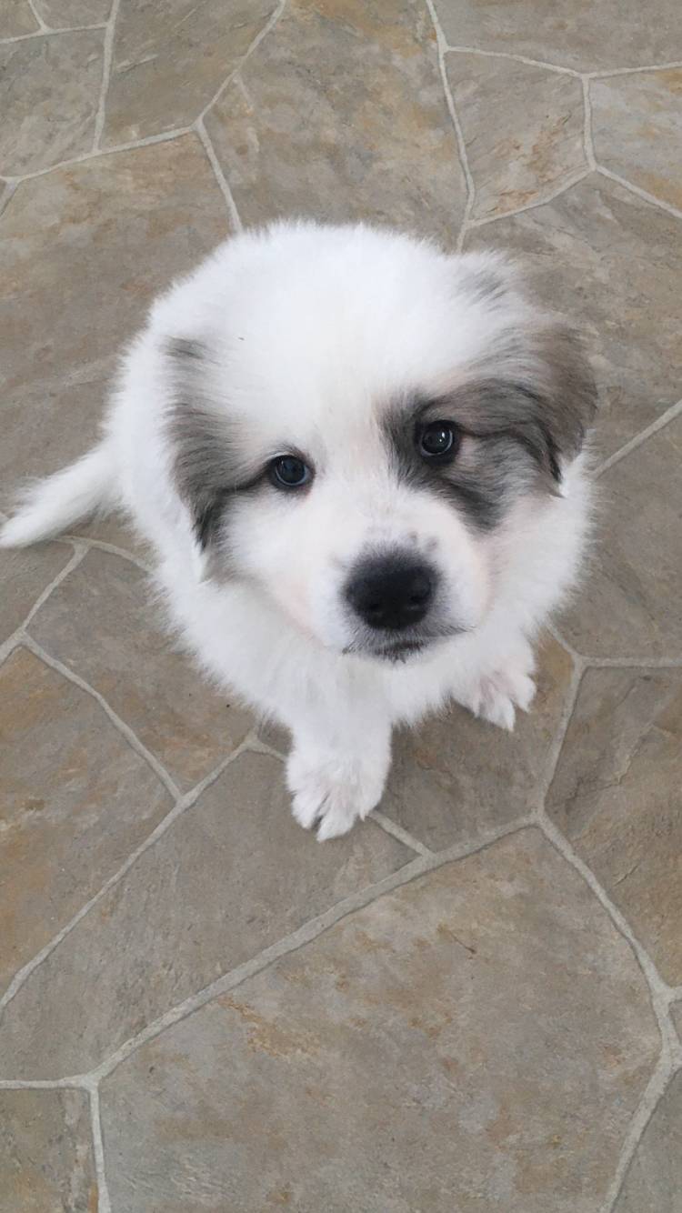 Meet Casper, my new best friend! | Scrolller