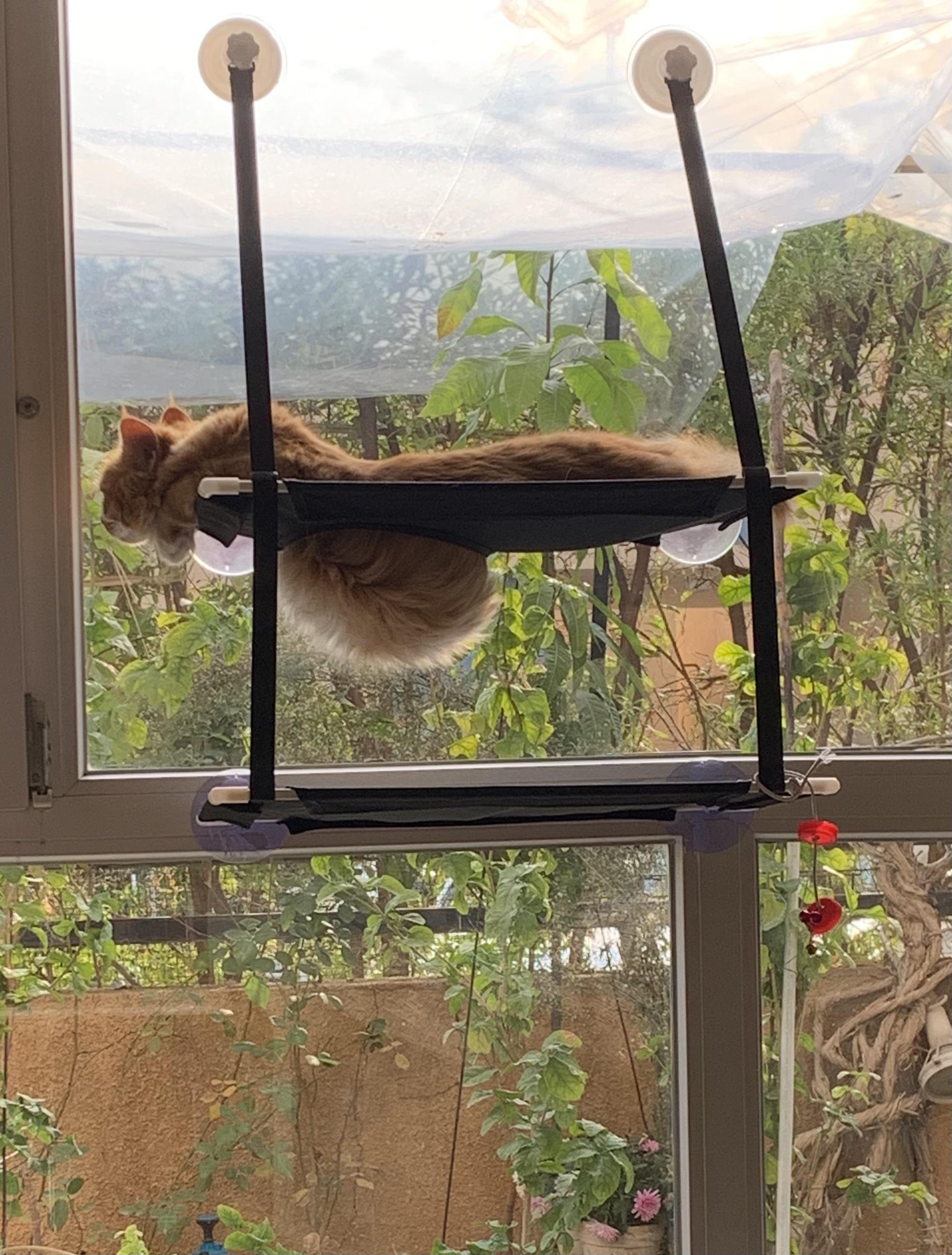 Meet Cheeto and his window hammock with a belly holder | Scrolller
