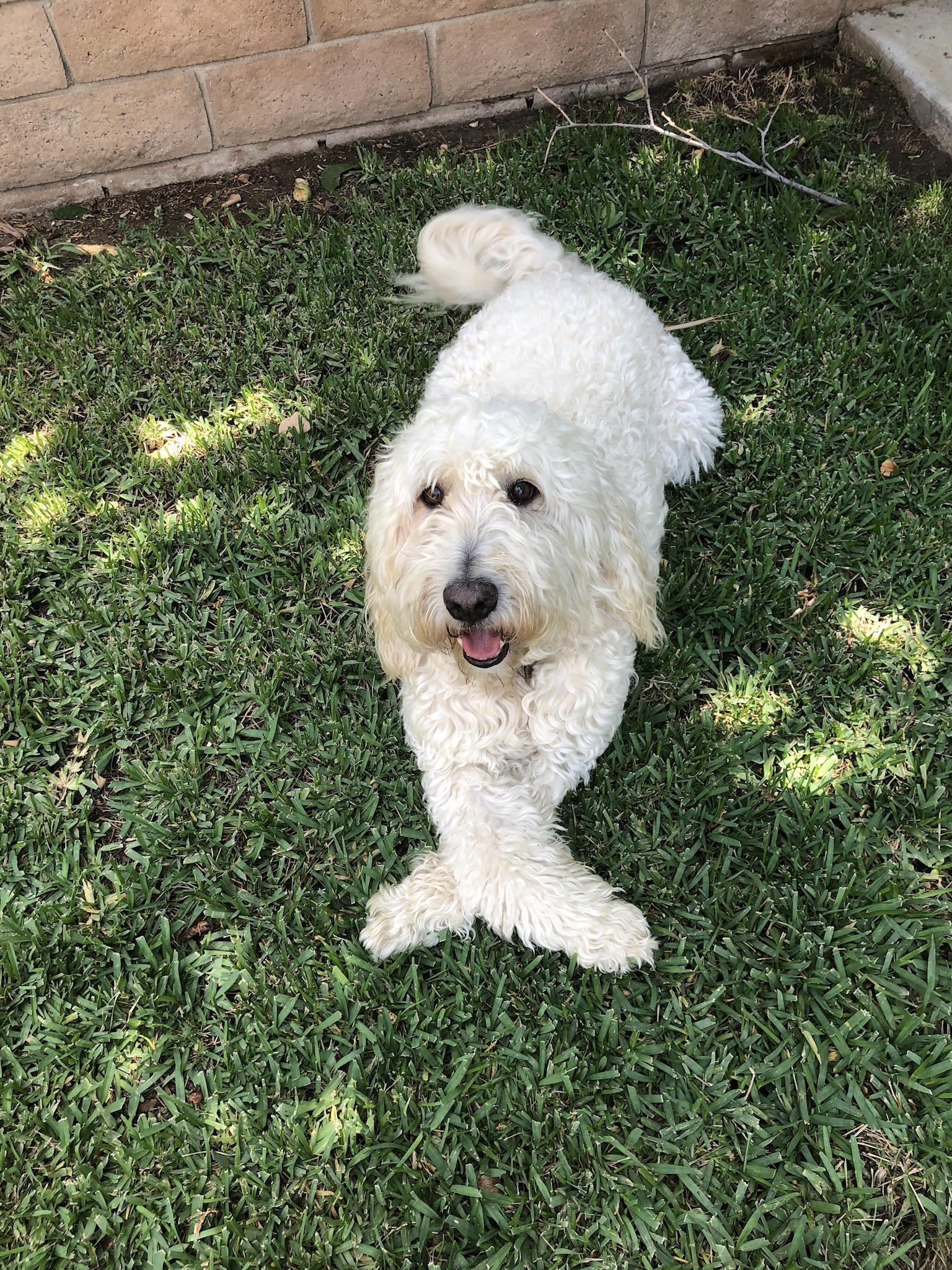 Meet Chester! He’s always crossing his paws | Scrolller