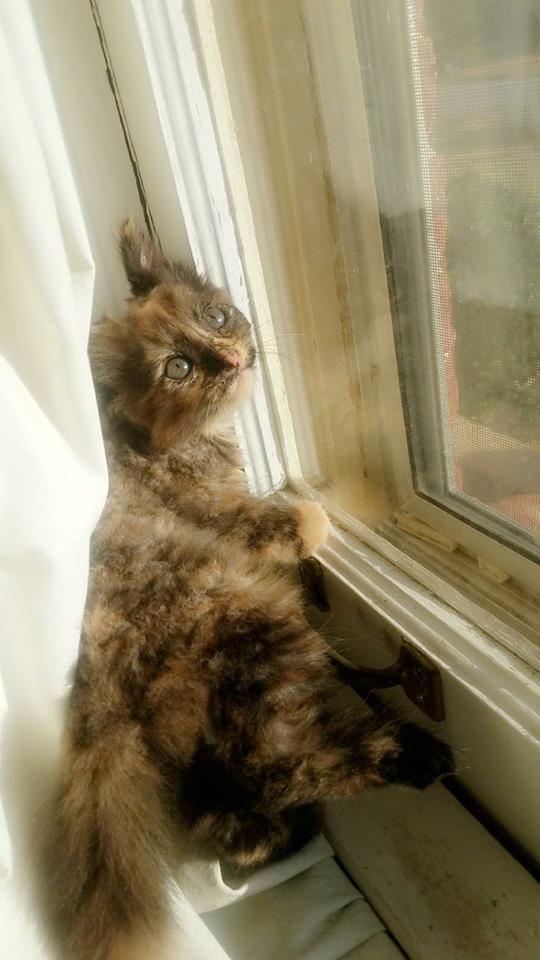 Meet Chewy! My tortoiseshell Persian (she is bigger now, This was when I just got her) | Scrolller