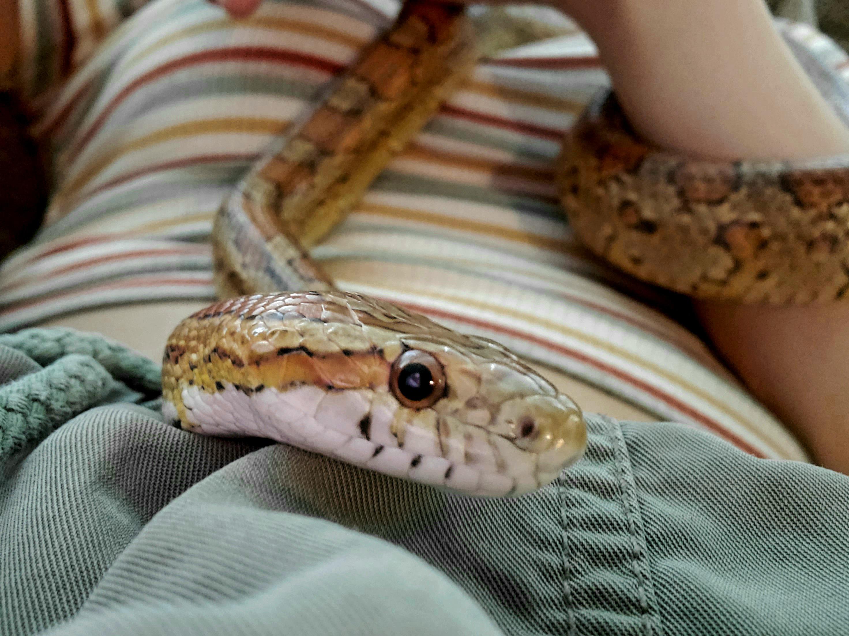 Meet Ciri the curious lil snek | Scrolller