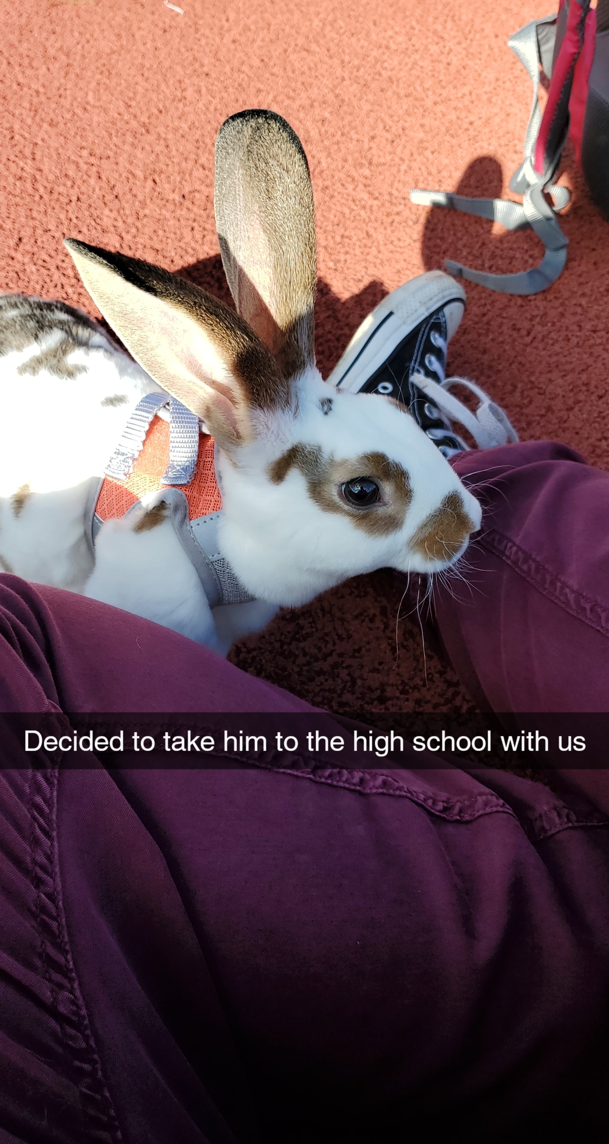 Meet Cosmo! | Scrolller