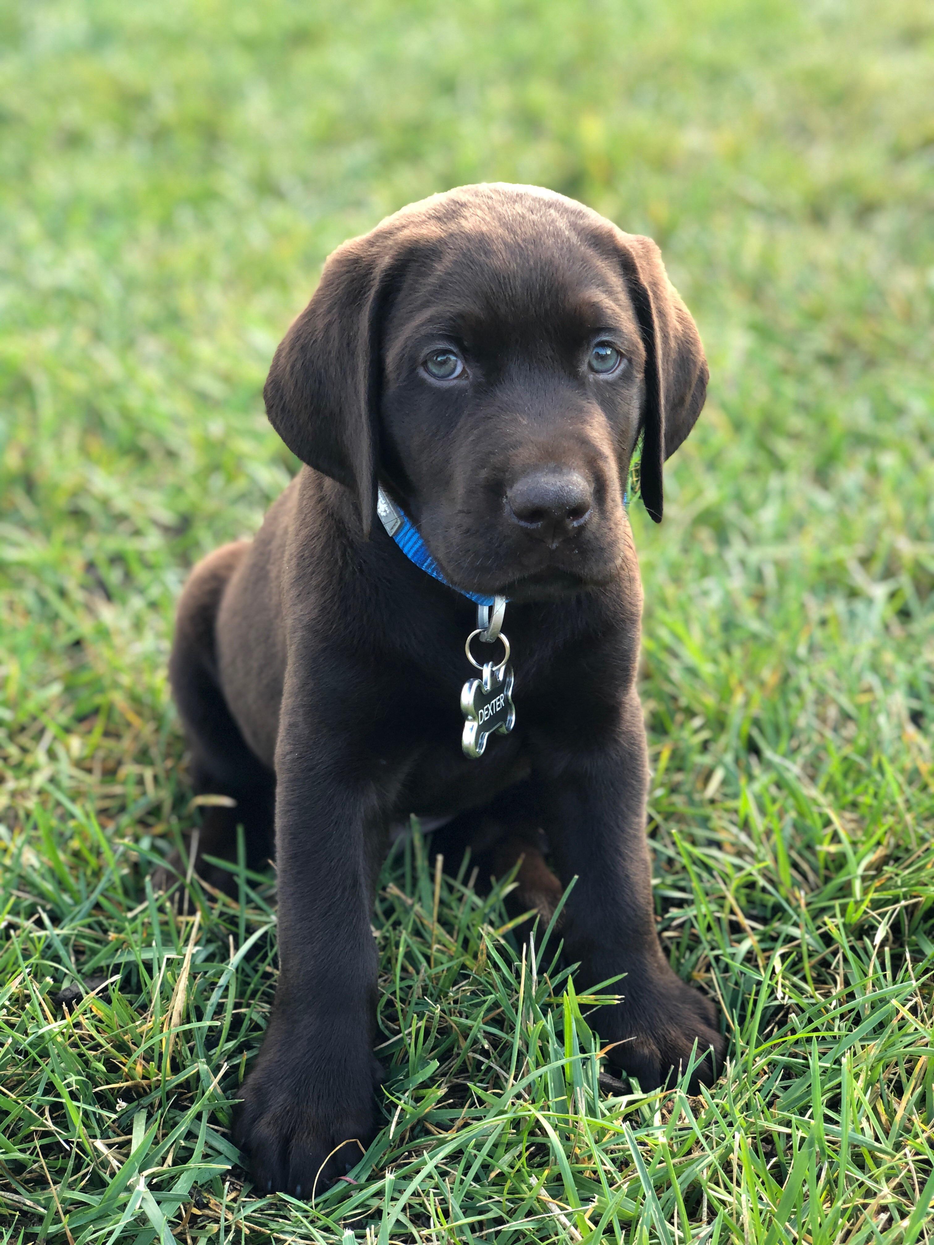 Meet Dexter | Scrolller