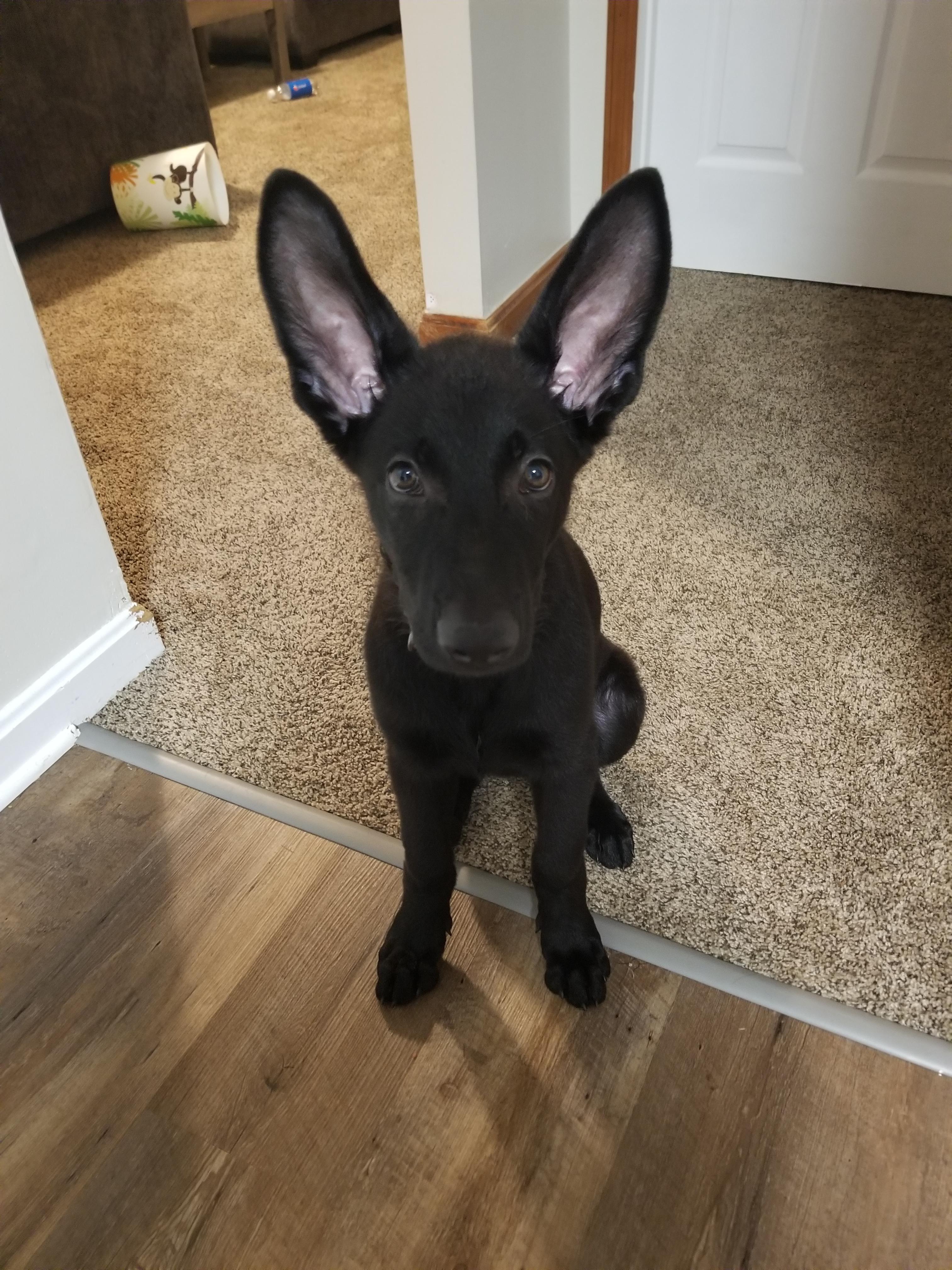 Meet Dobby. This is my 13 week old best friend. | Scrolller