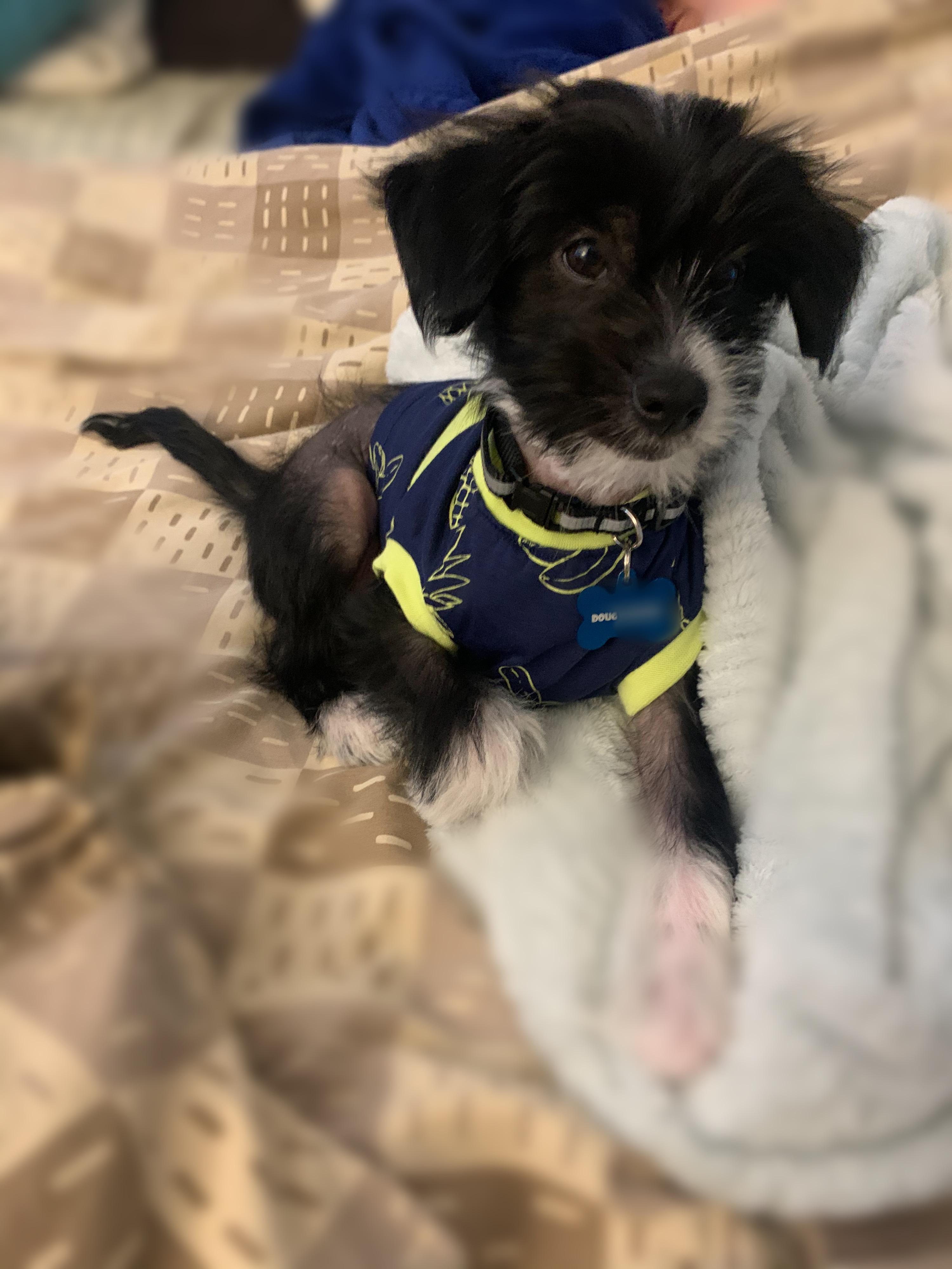 Meet Doug! | Scrolller