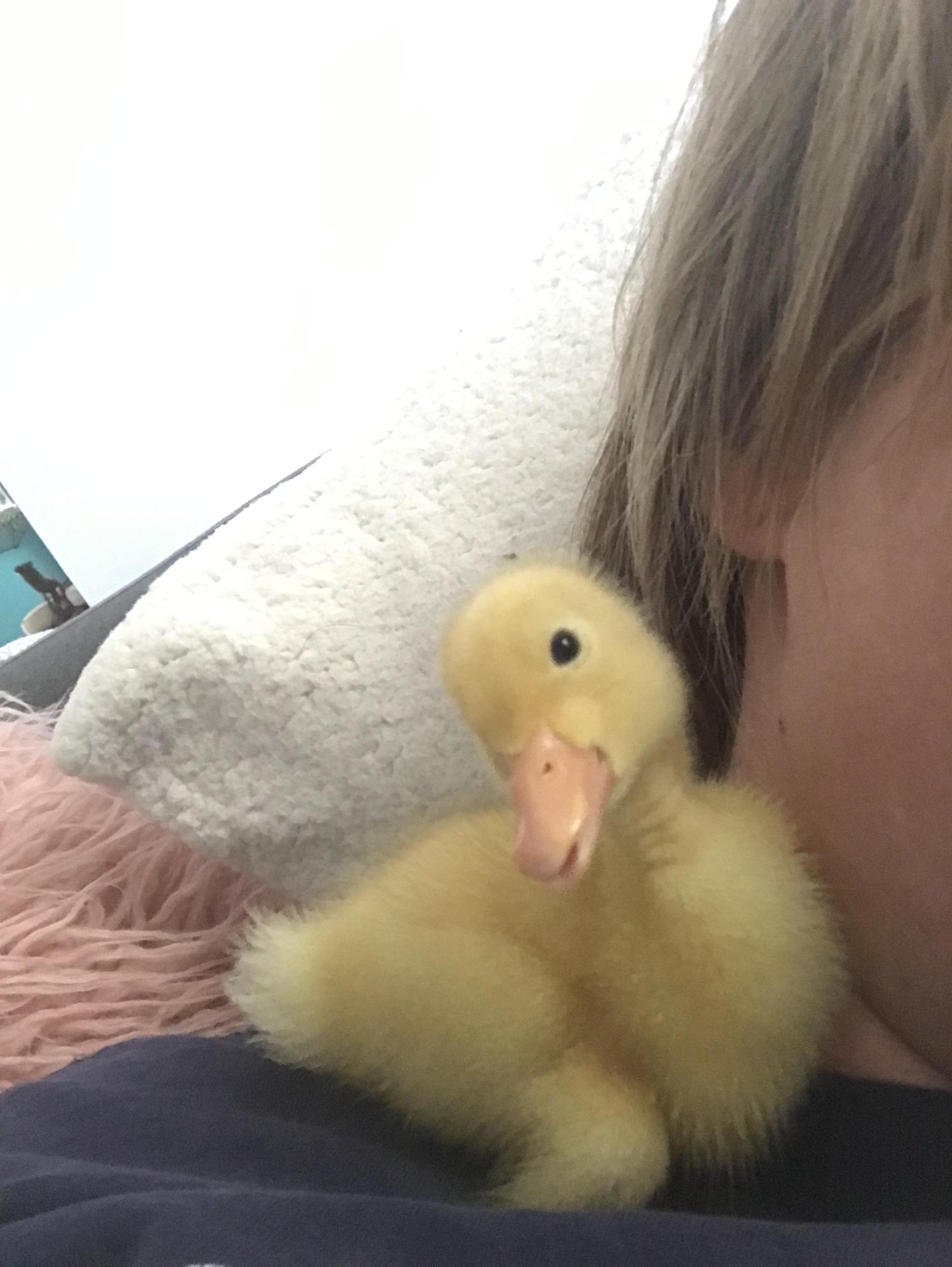 Meet Edgar! Added two baby ducks to the farm | Scrolller