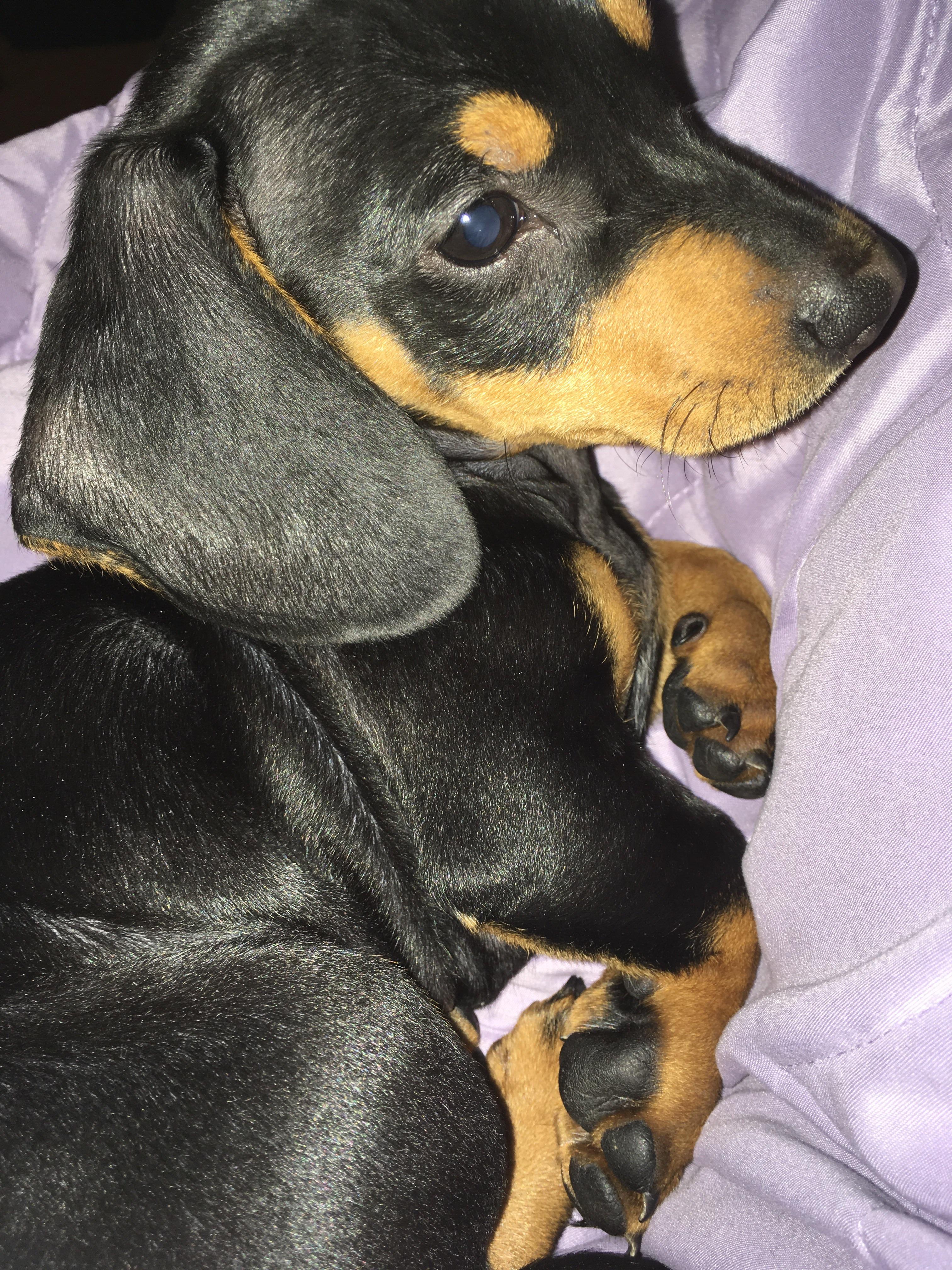 meet elvis | Scrolller